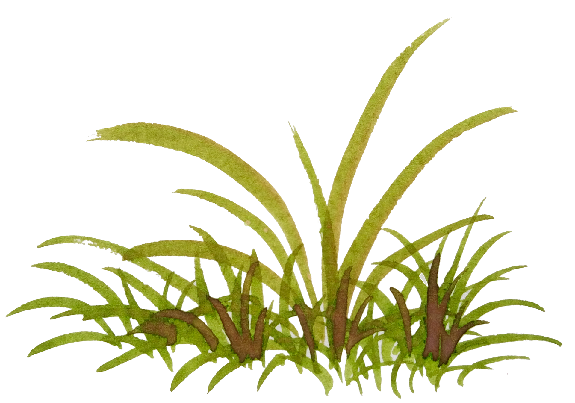 Watercolor Grass Png 18723780 Png