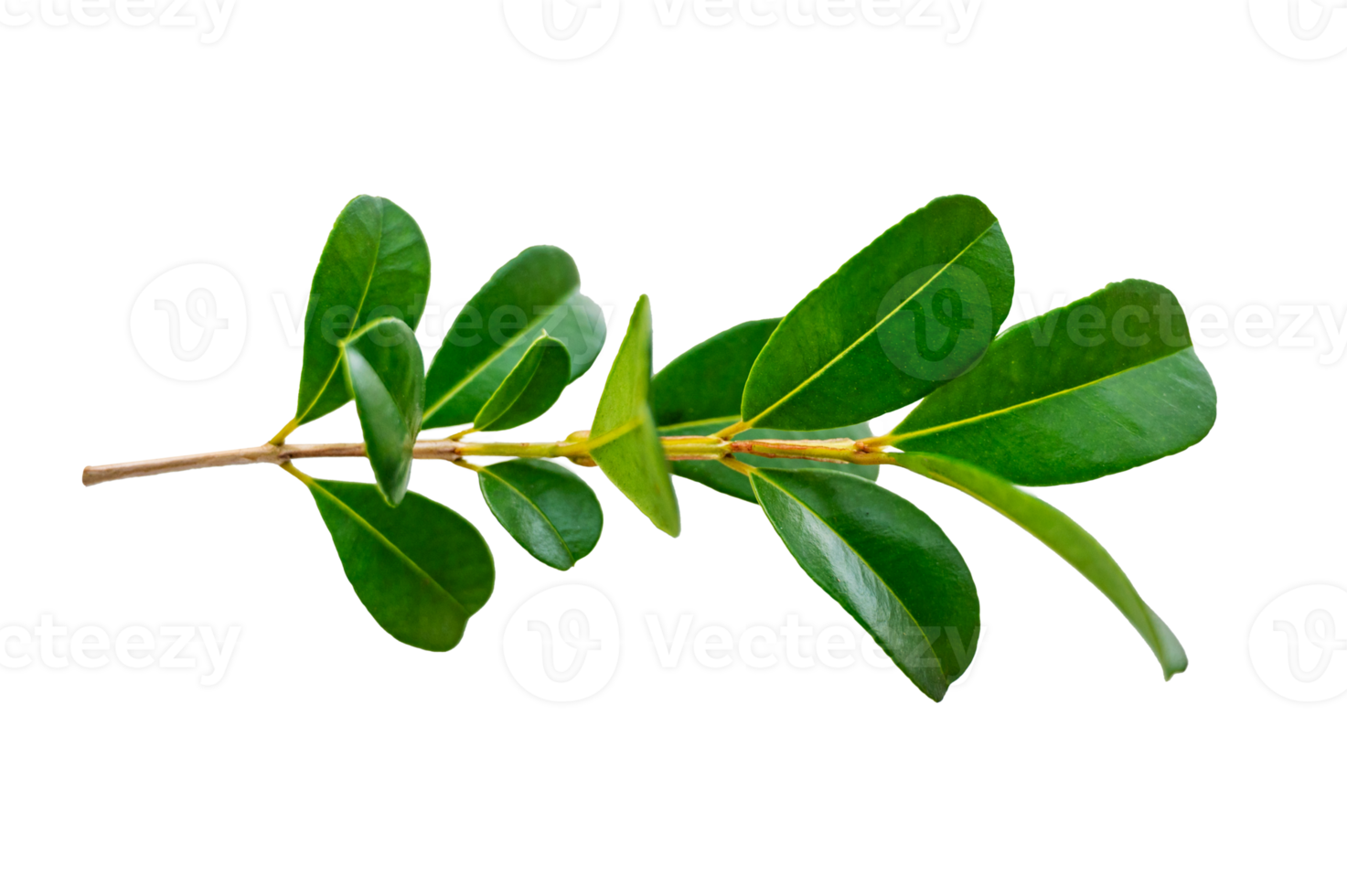 leaf vine Isolate on transparent background PNG file 18726884 PNG leaf vine Isolate on transparent background PNG file 18726884 PNG