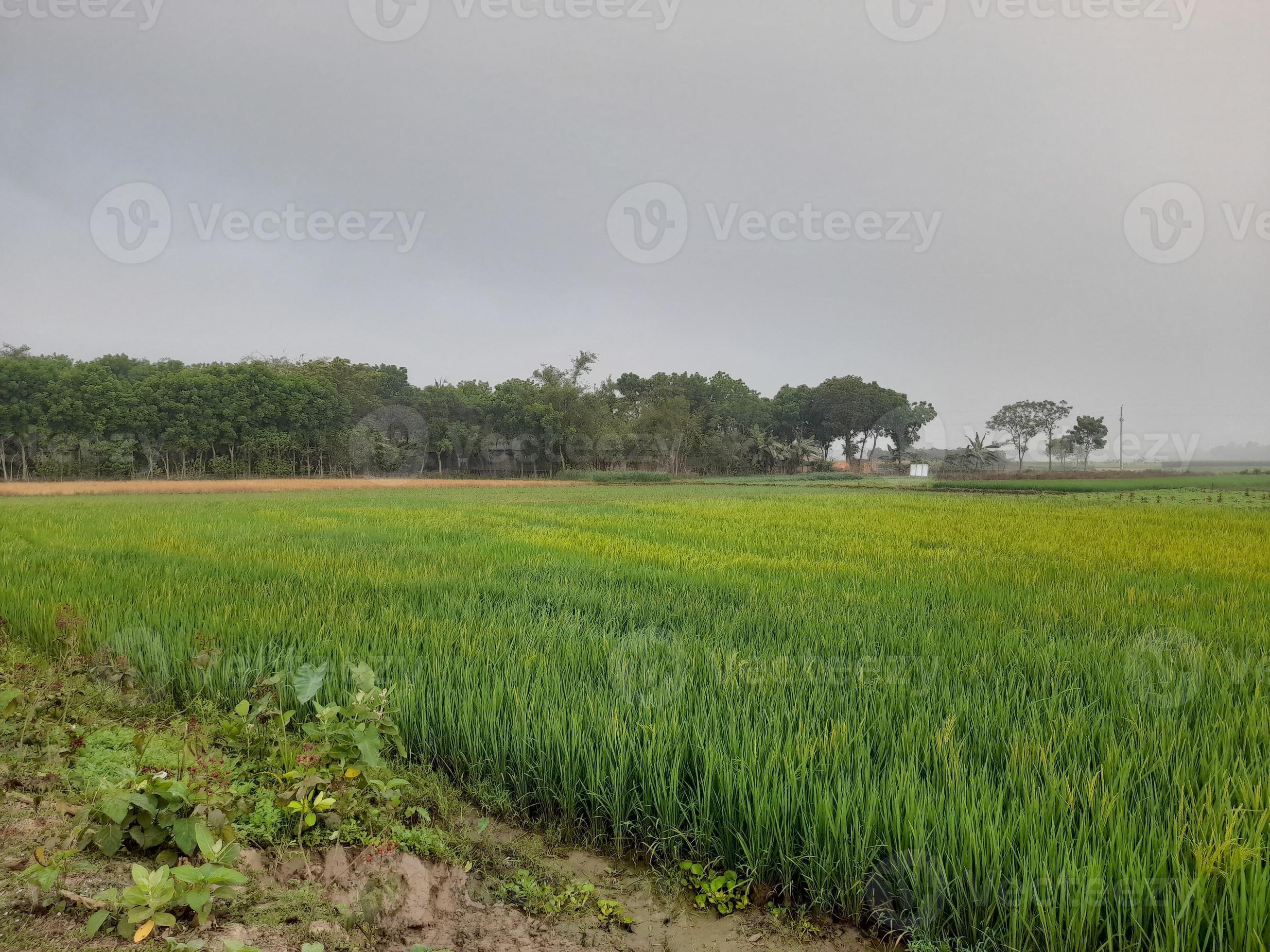 Landscape with Beautiful Paddy fild of the village of Kushtia, Bangladesh, Asia. lovely nature ...