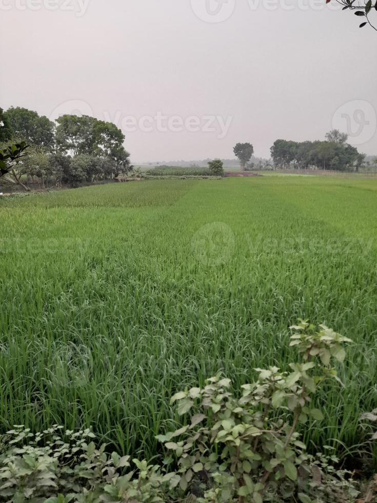 Landscape with Beautiful Paddy fild of the village of Kushtia, Bangladesh, Asia. lovely nature ...