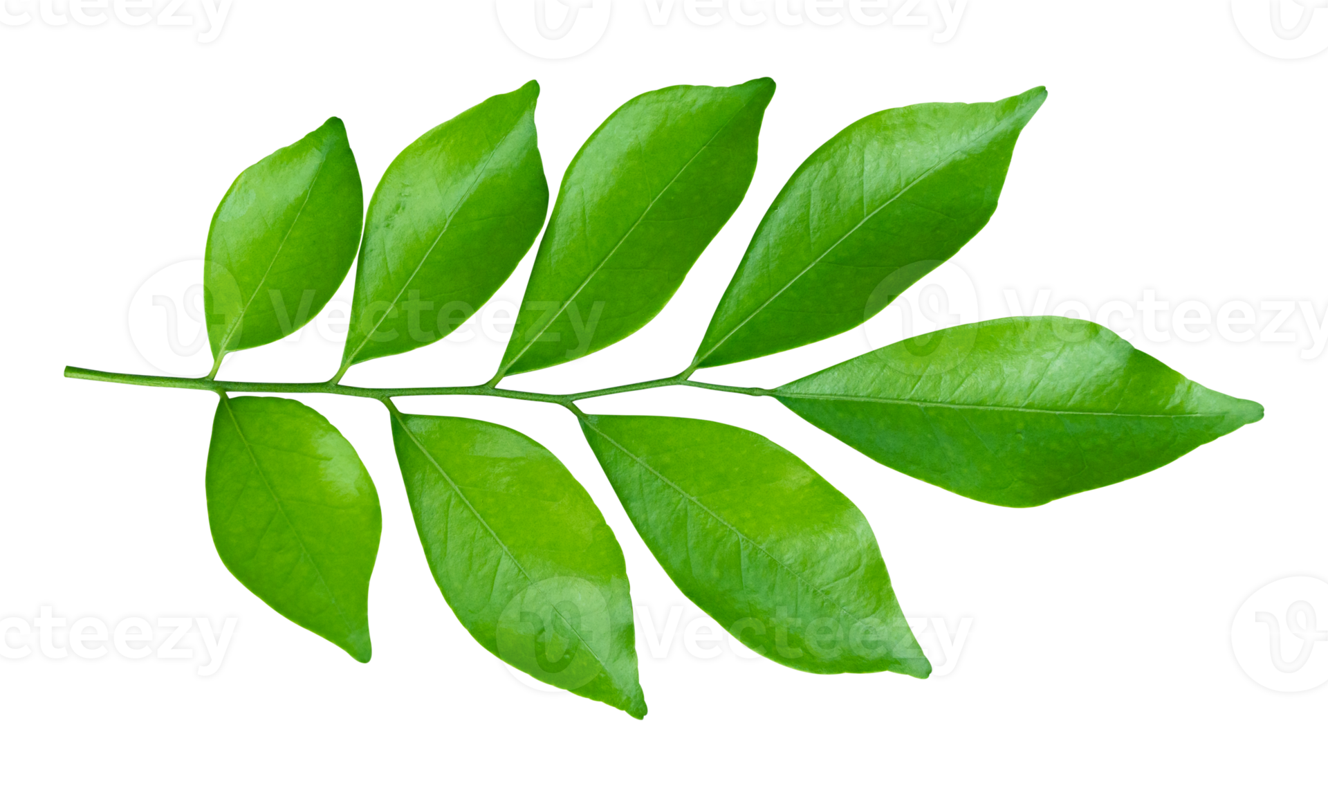 Green leaves branch isolated on transparent background PNG file 18742915 PNG