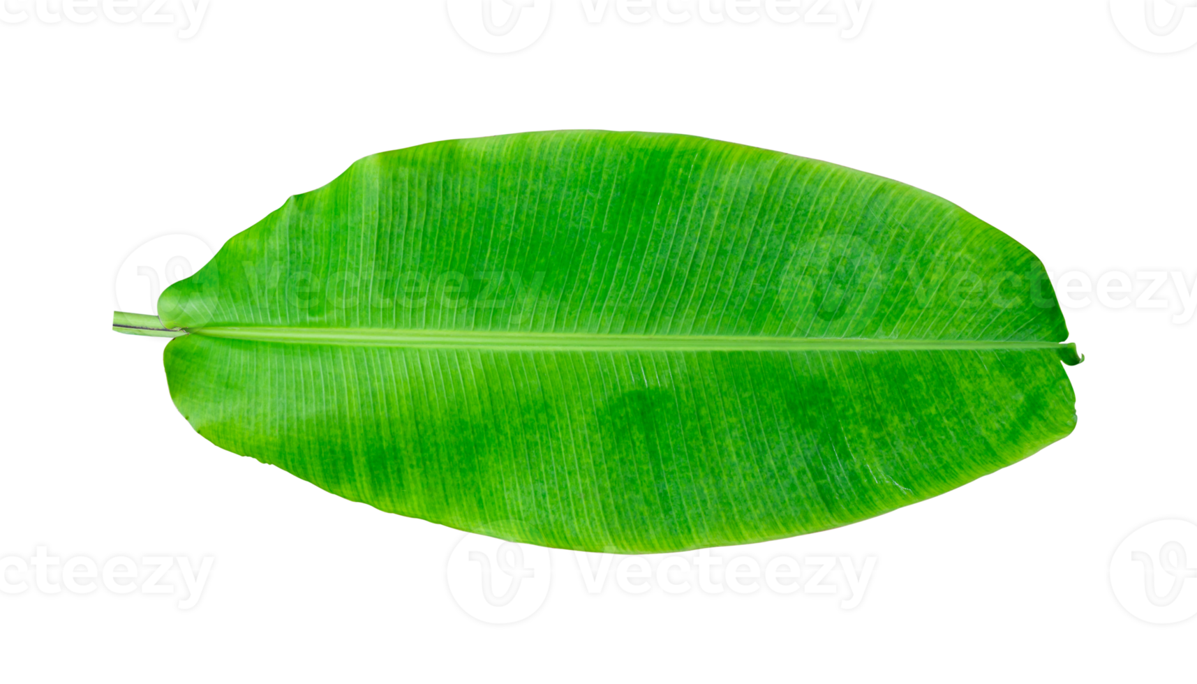 Free Whole Banana Leaf Isolated 18742935 PNG With Transparent Background free-whole-banana-leaf-isolated-18742935-png-with-transparent-background