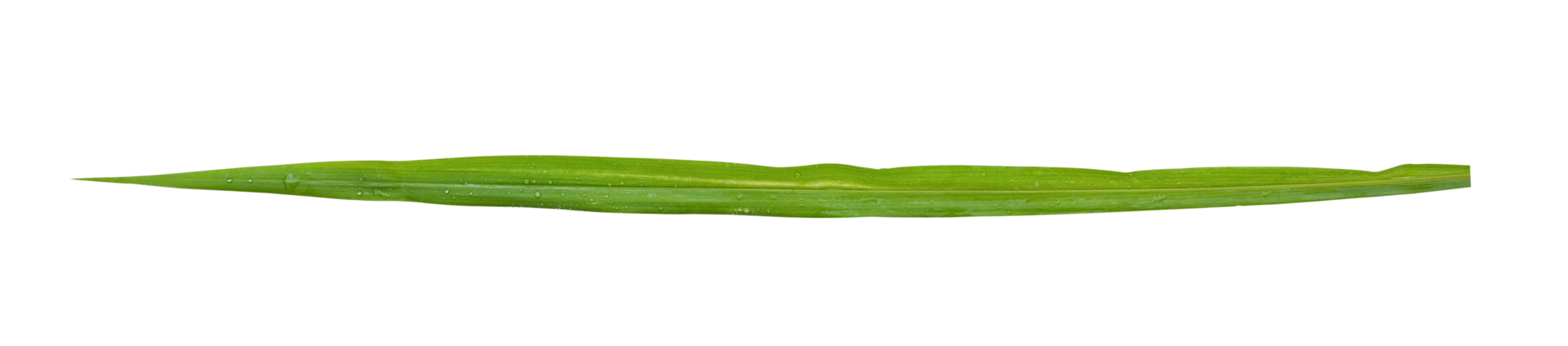 Blades Of Grass Isolated 18743003 Png