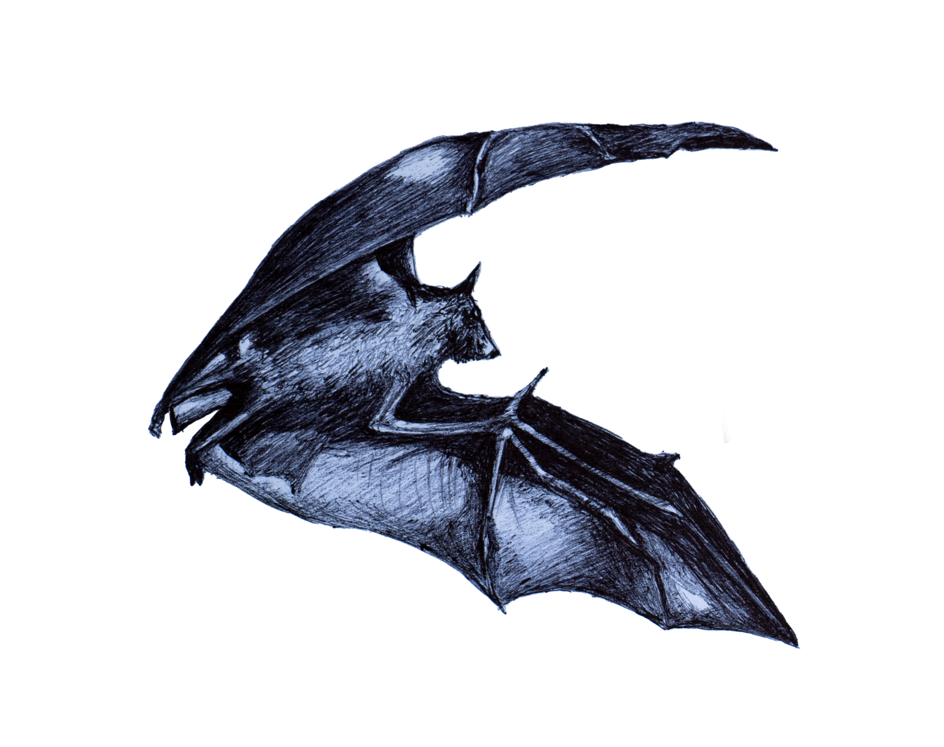 Hand Drawing Sketch Of A Bat 18743004 PNG hand-drawing-sketch-of-a-bat-18743004-png