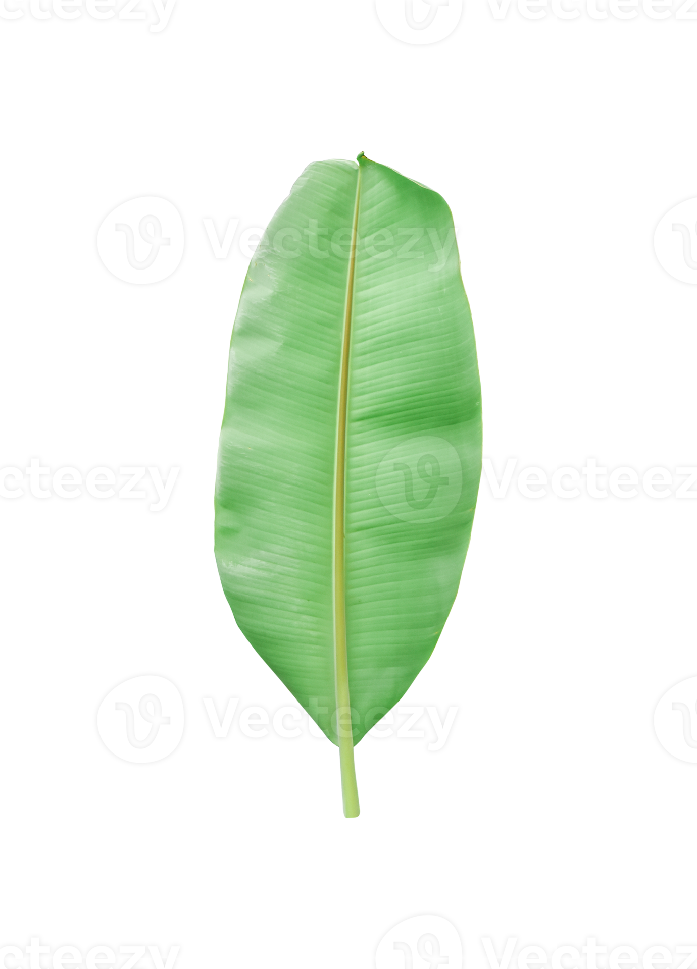 Green Banana Leaf Isolated 18743051 Png