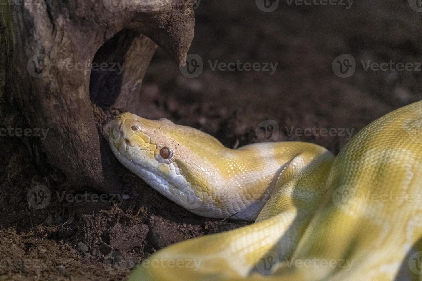 yellow python on a tree 18748397 Stock Photo at Vecteezy
