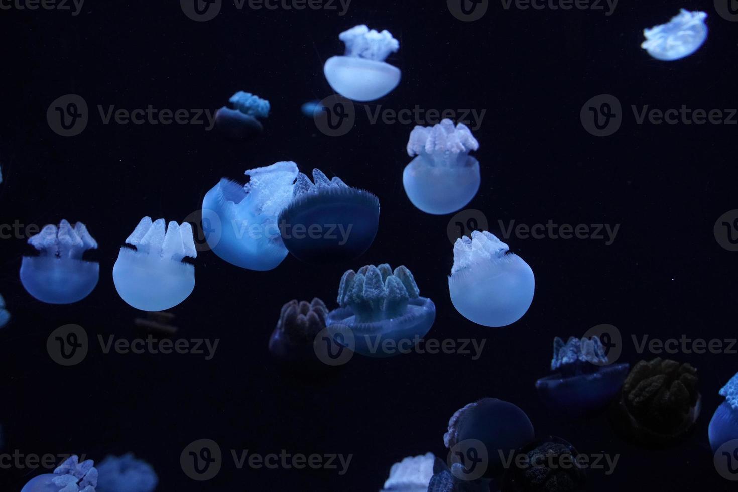 blue blubber jelly fish underwater 18750477 Stock Photo at Vecteezy blue blubber jelly fish underwater 18750477 Stock Photo at Vecteezy