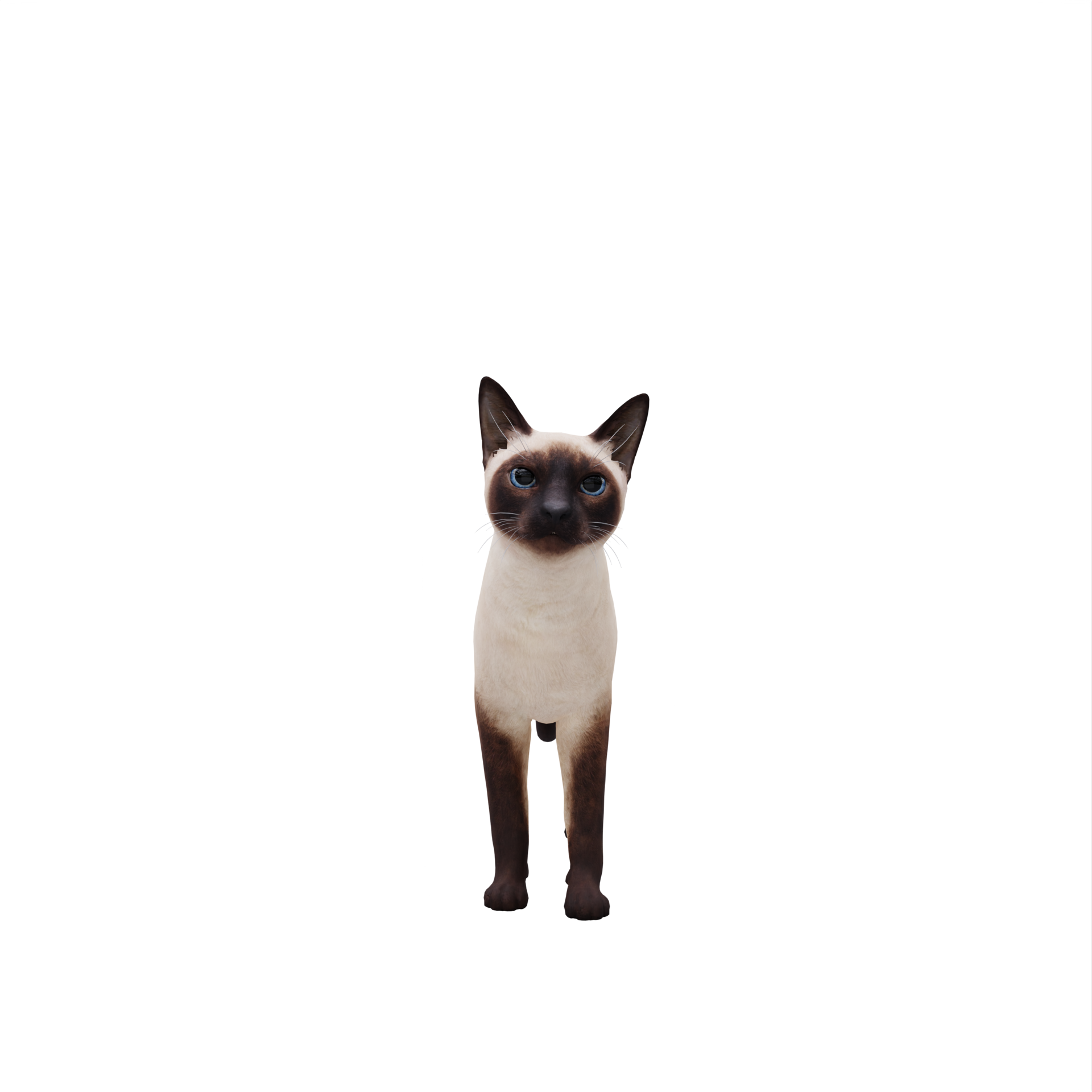 3d Siamese Cat Isolated 18752923 Png