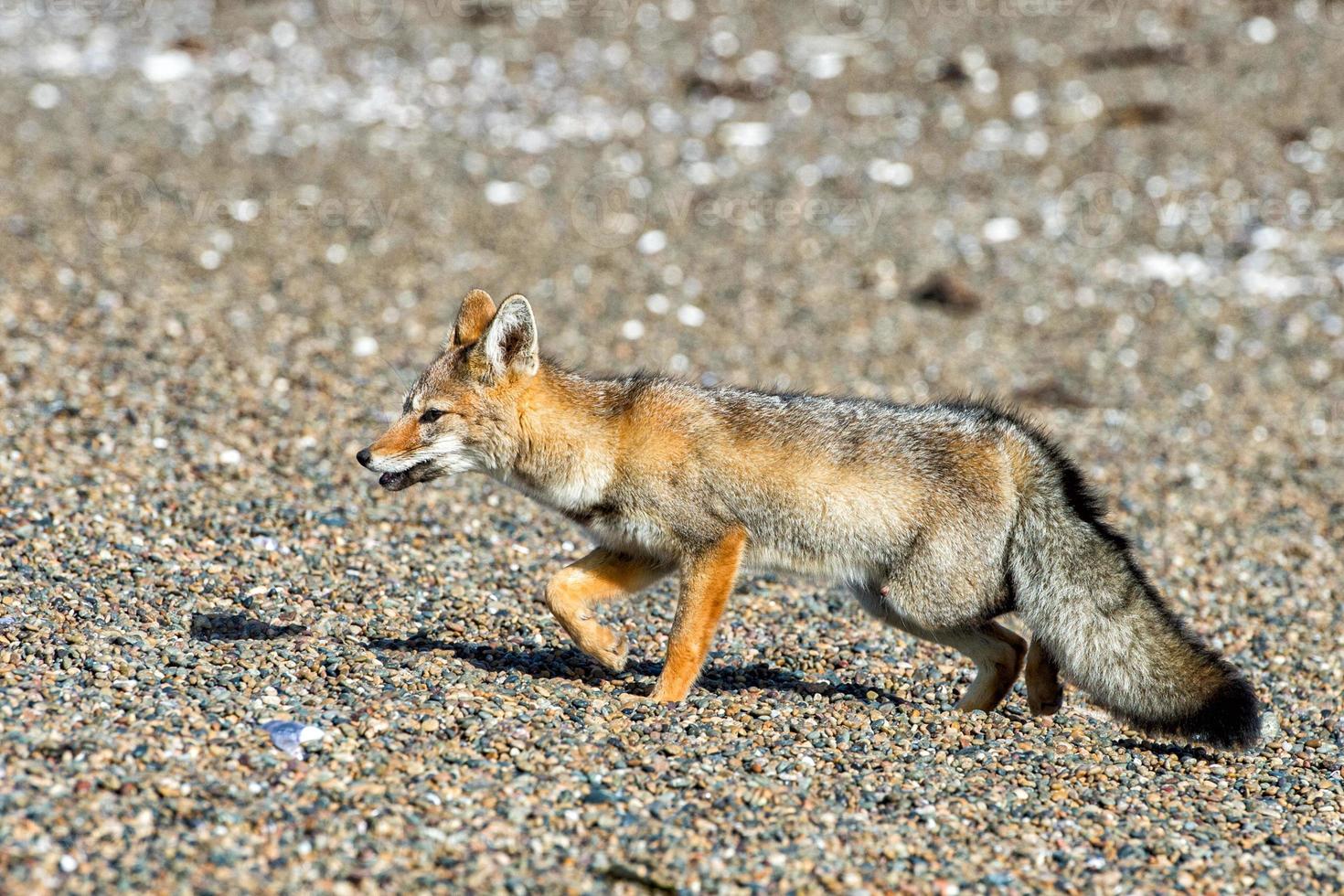 Gray Fox Stock Photos, Images and Backgrounds for Free Download