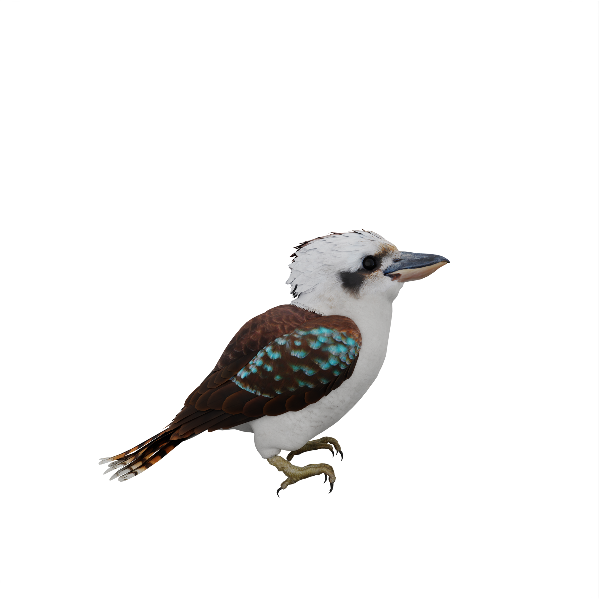 3d Kookaburra Bird Isolated 18758213 Png