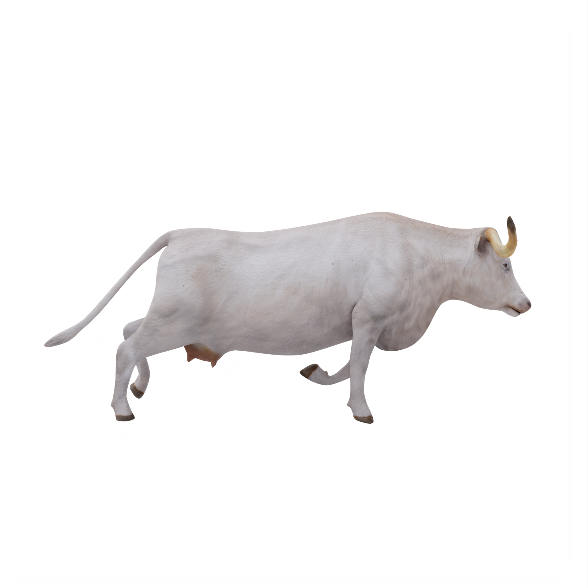 White Texas Longhorn Cattle Isolated 18759225 Png