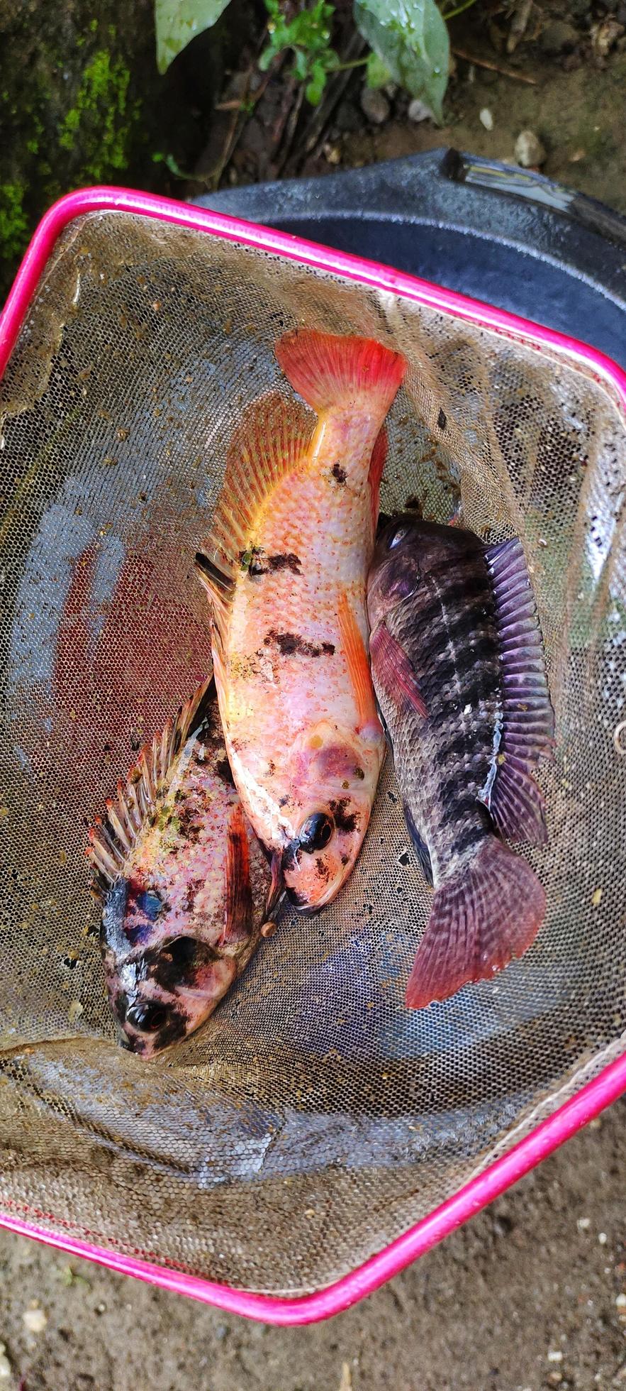 Portrait Of Ikan Nila Merah Or Known By The Latin Name Oreochromis