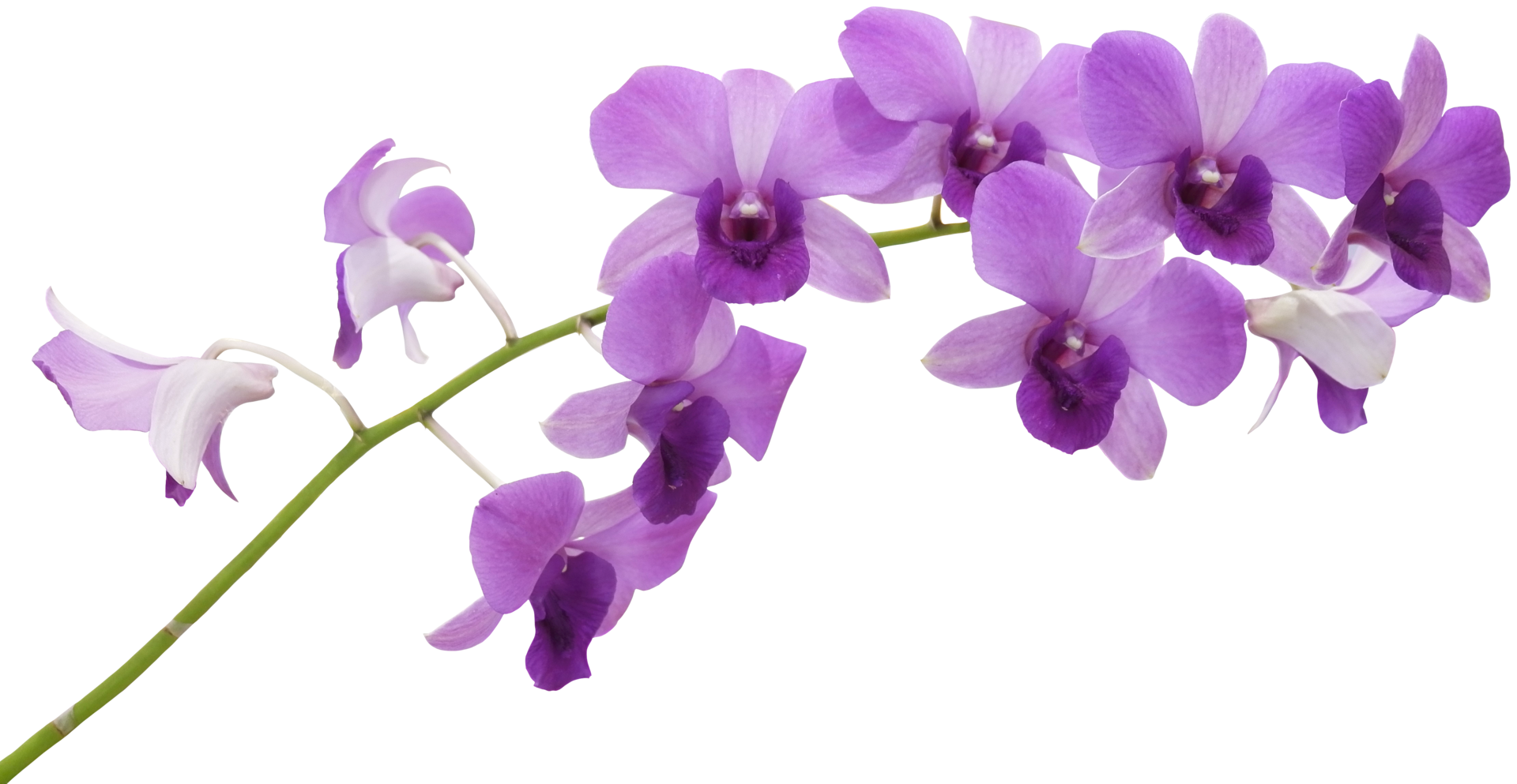 close up beautiful orchid flower cut out 18796593 PNG close up beautiful orchid flower cut out 18796593 PNG