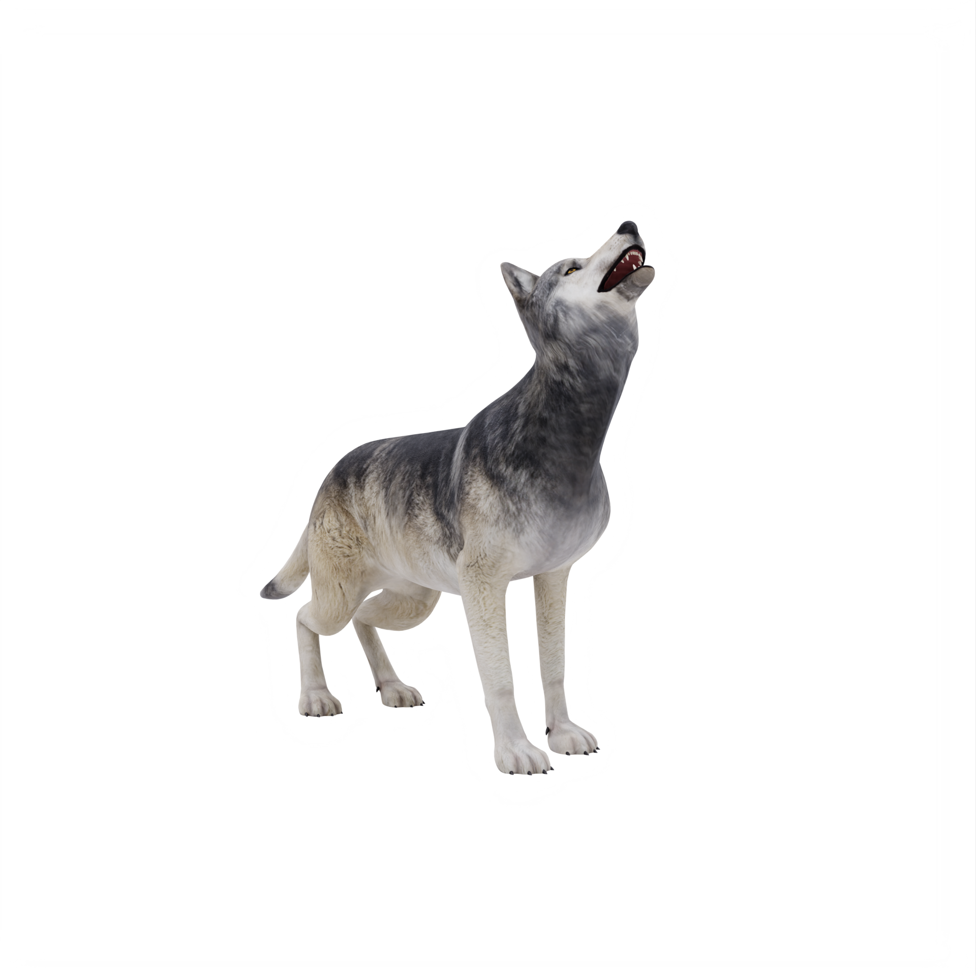 3d Wild Wolf Isolated 18800309 Png