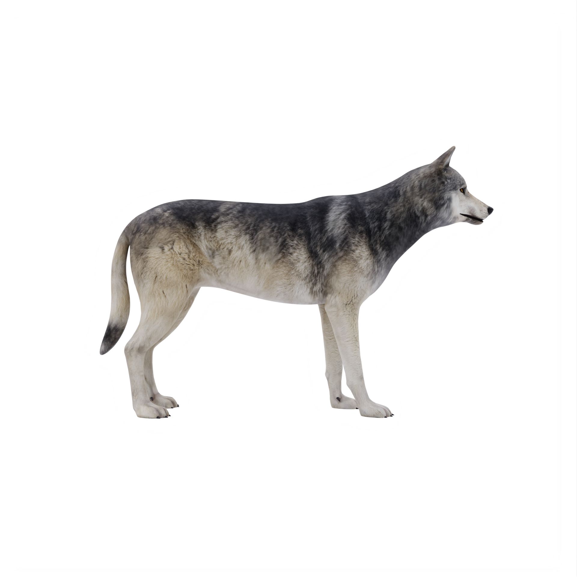 3d Wild Wolf Isolated 18800433 Png