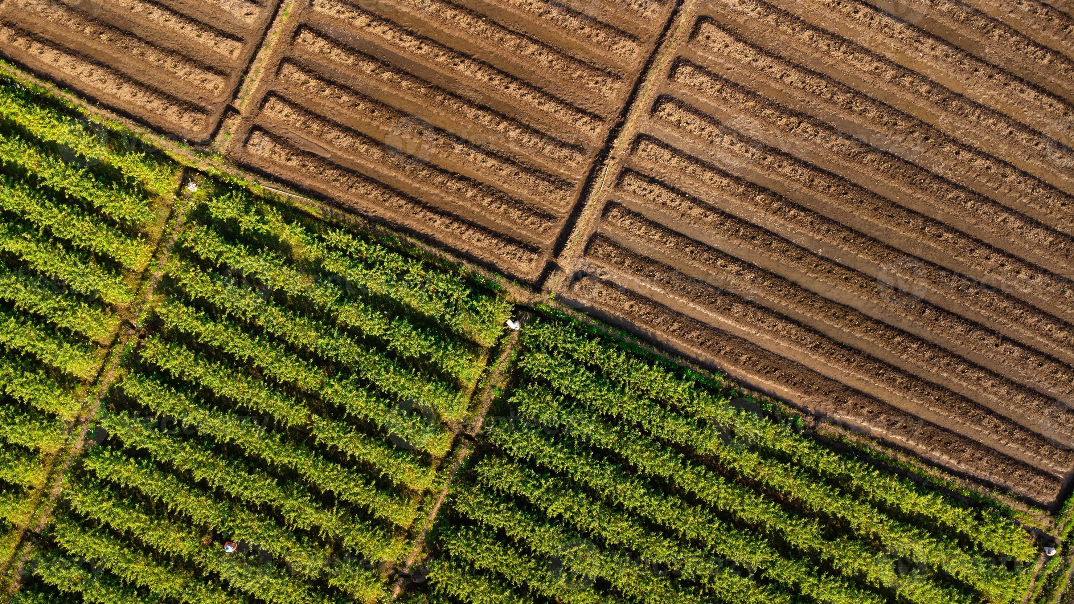 Rows Of Crops Aerial