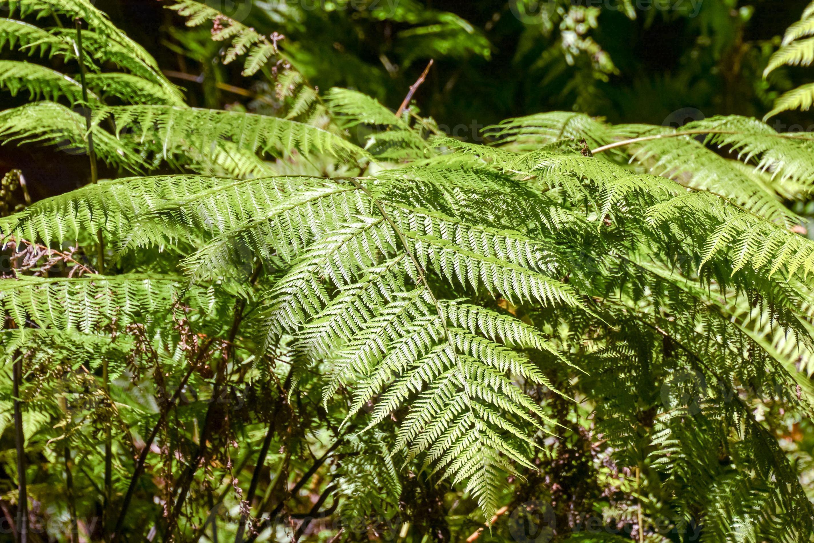 Leaf close-up view 18858587 Stock Photo at Vecteezy Leaf close-up view 18858587 Stock Photo at Vecteezy