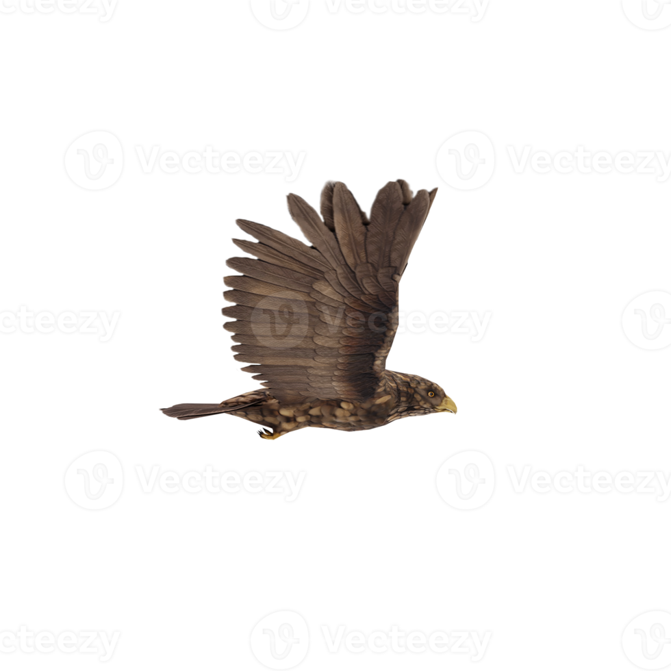 Golden eagle isolated 18876160 PNG Golden eagle isolated 18876160 PNG