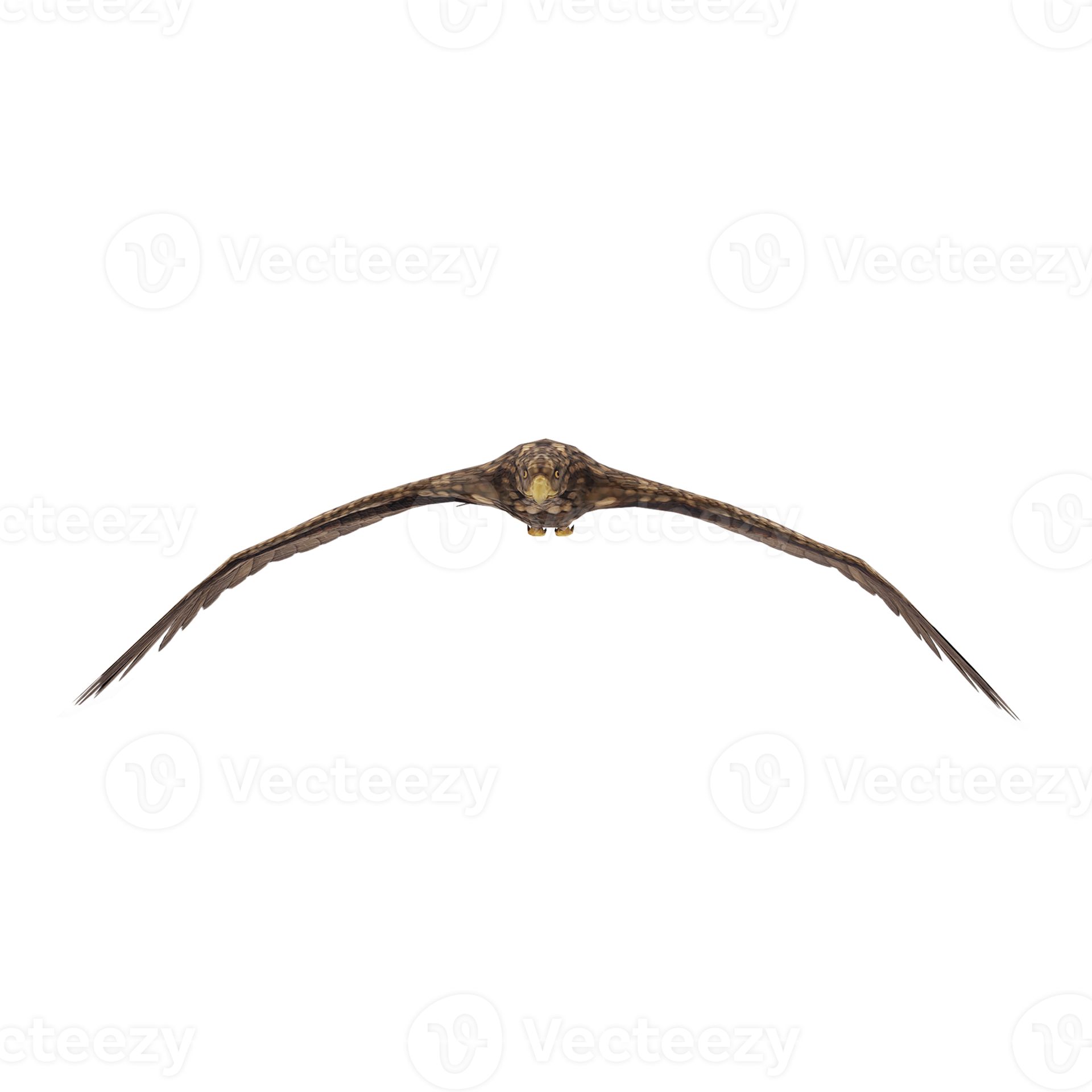 Golden eagle isolated 18876224 PNG Golden eagle isolated 18876224 PNG