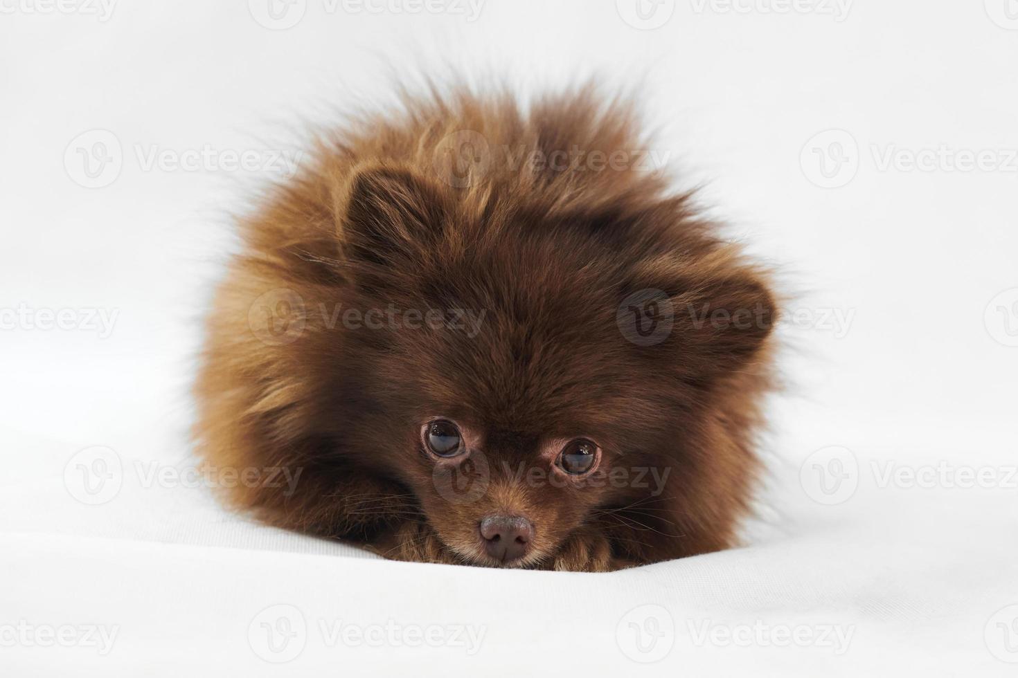 lindo perro spitz pomeranian marrón miente y empuja la nariz aislado sobre fondo blanco, spitz ...