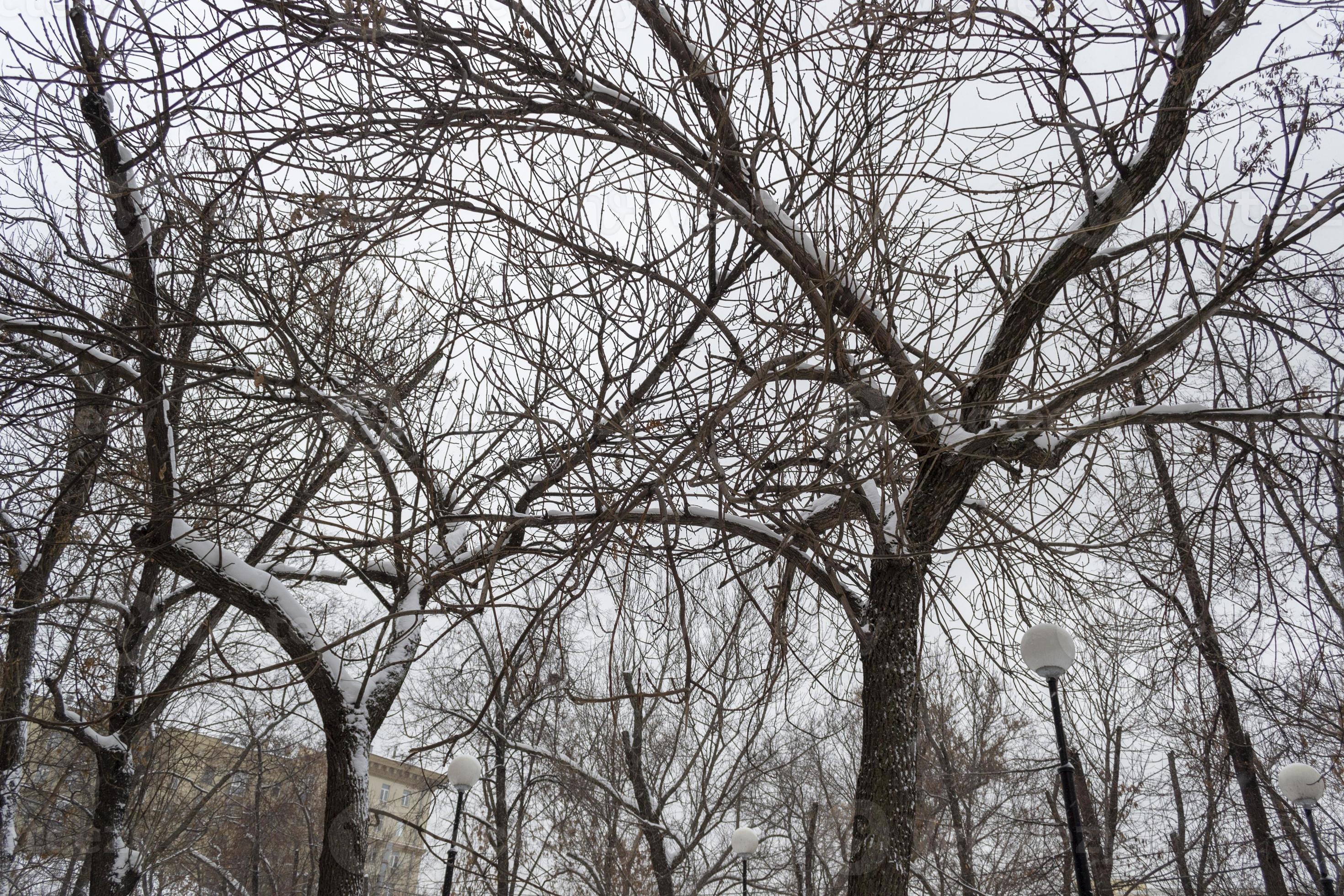 Trees Branches Covered in Snow Background 18906325 Stock Photo at Vecteezy