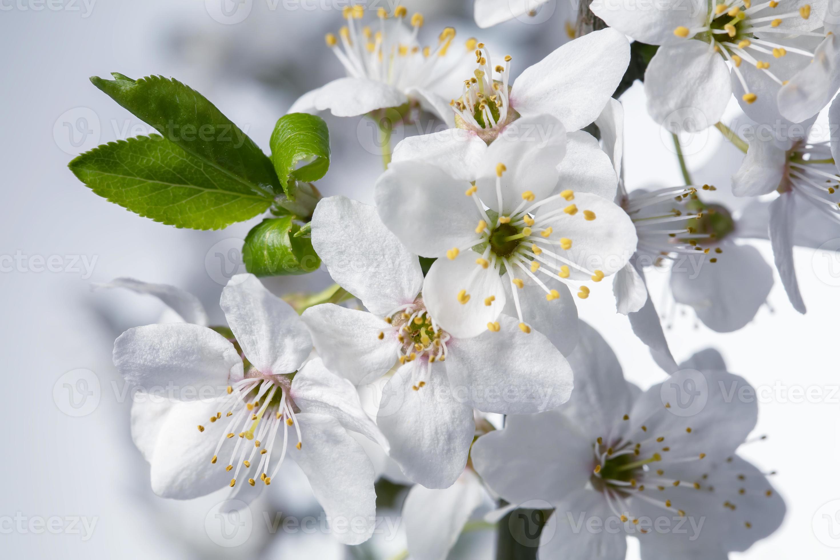 A branch of a blossoming apple tree with large white flowers. 18906973 ...