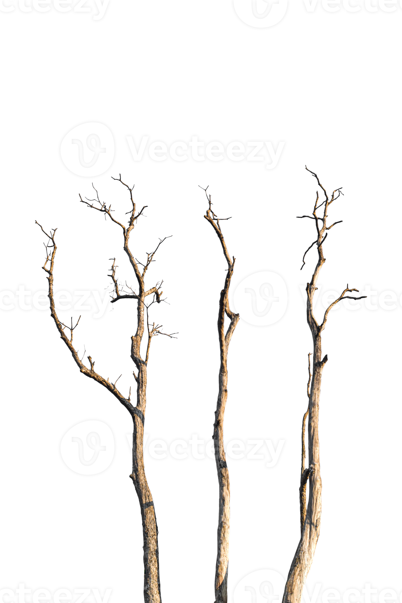 Dry tree branch isolated on transparent background PNG file 18922465 PNG