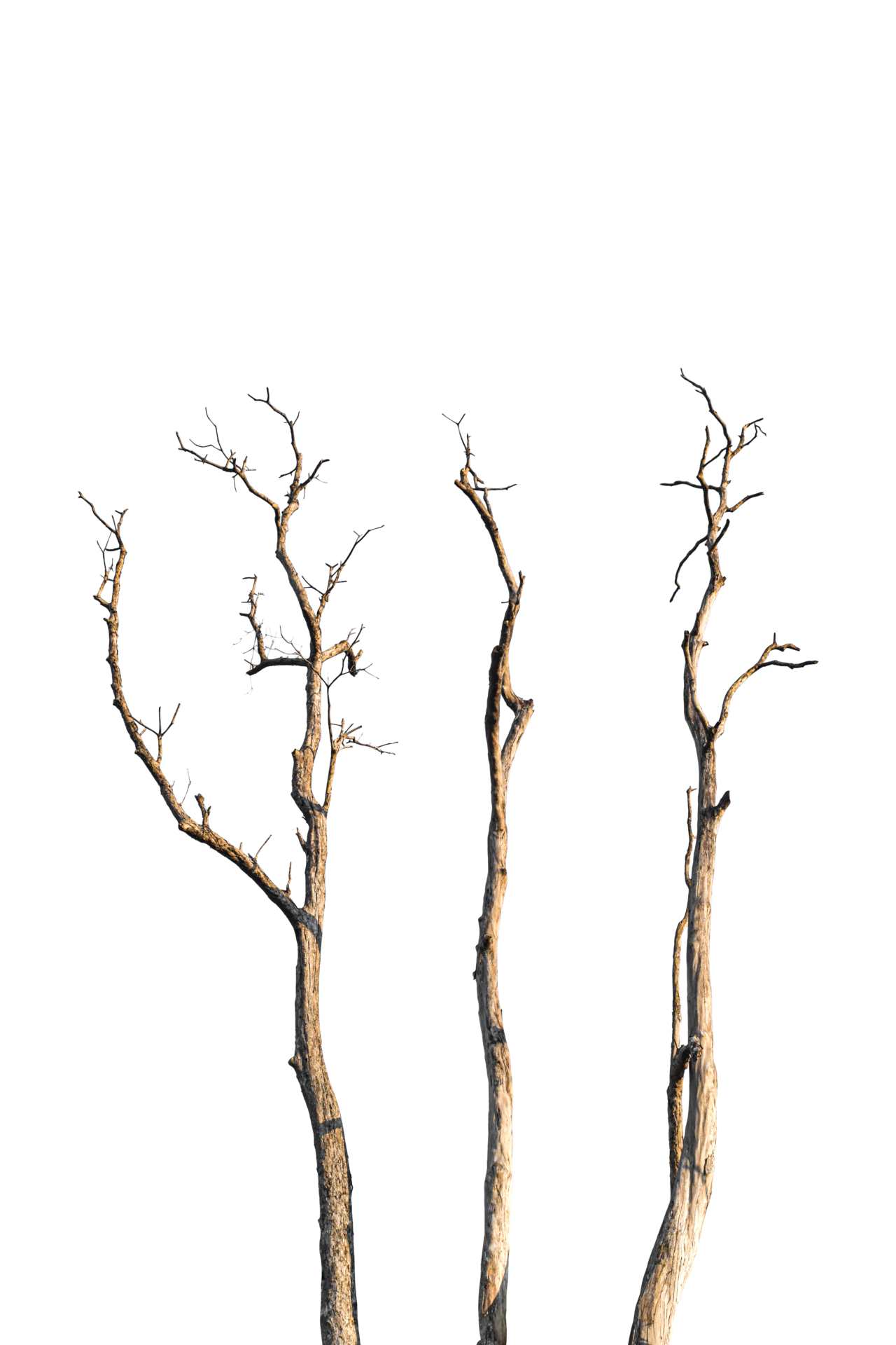 rama de árbol seco aislado en archivo png de fondo transparente 18922465 PNG