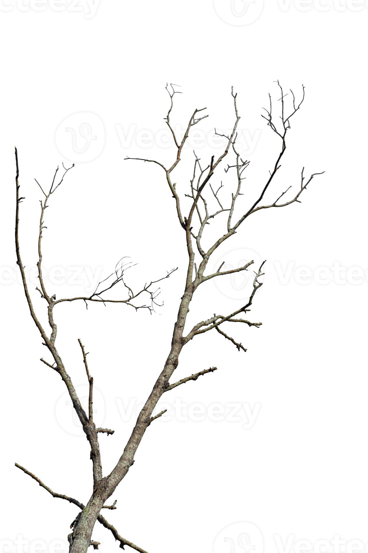 Dry tree branch isolated on transparent background PNG file 18922468 PNG