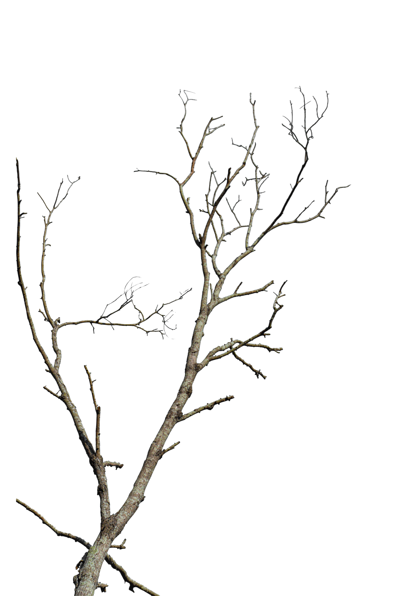 Dry tree branch isolated on transparent background PNG file 18922468 PNG Dry tree branch isolated on transparent background PNG file 18922468 PNG