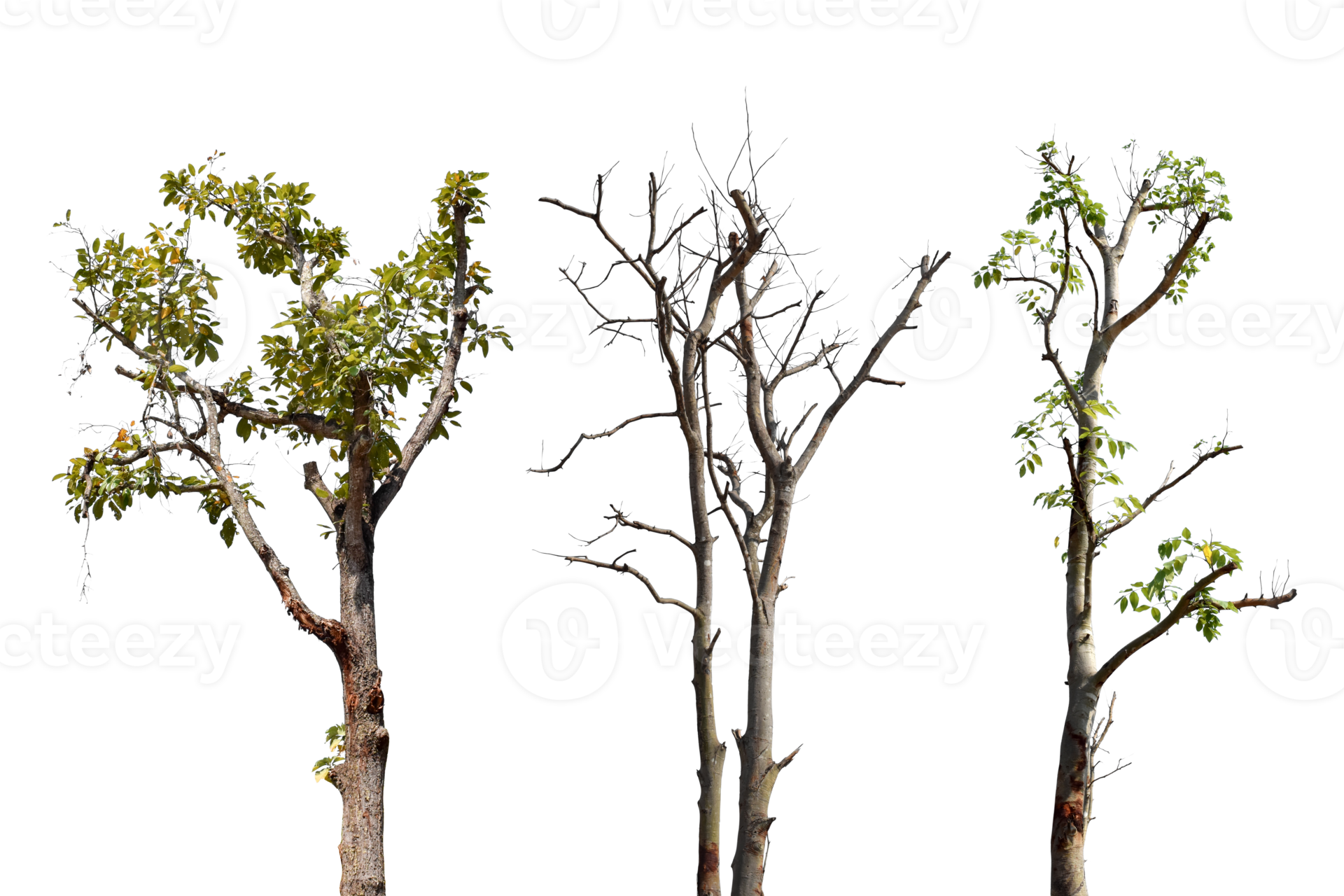 Collection trees without leaves isolated on transparent background PNG ...
