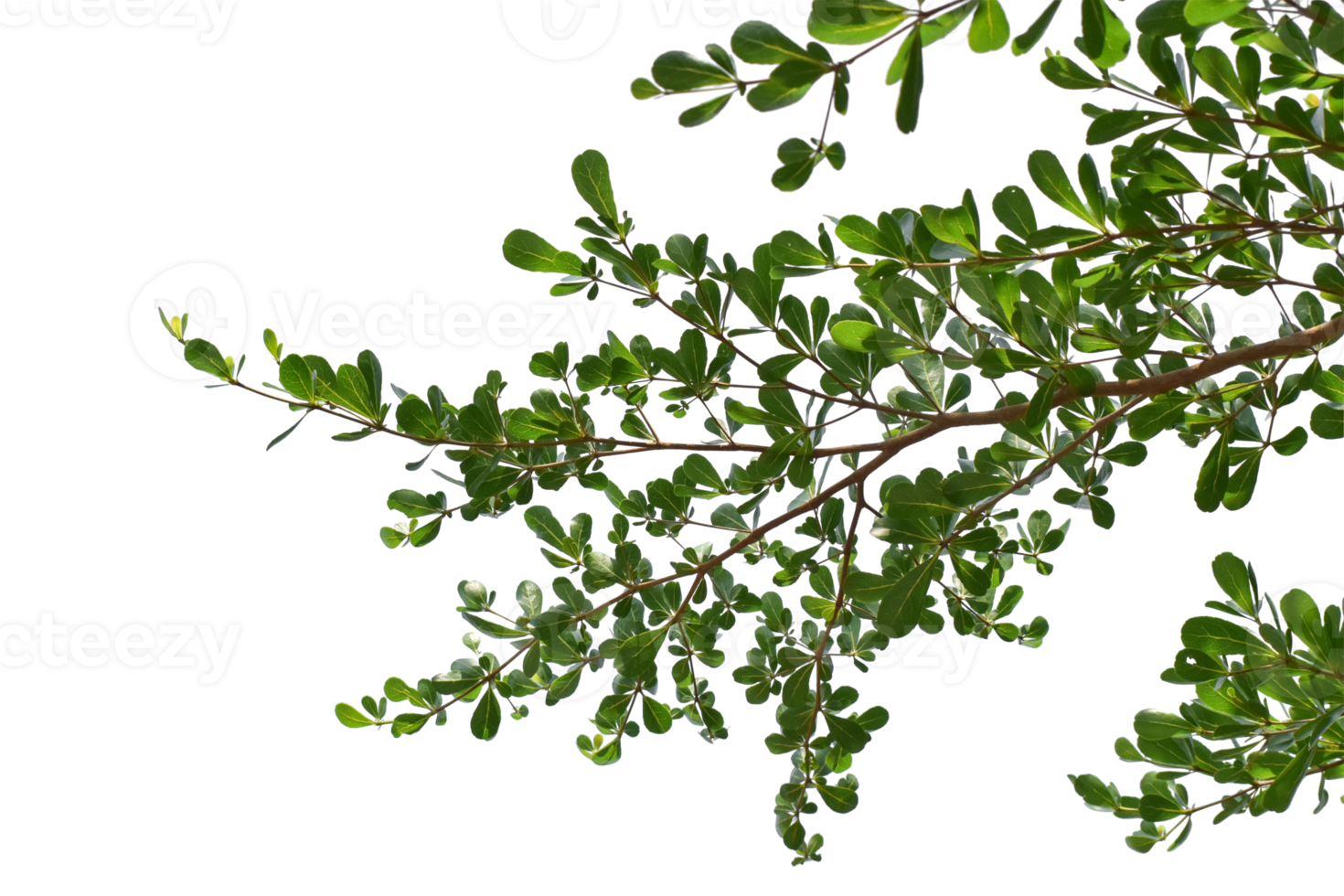 Green leaves on branch isolated on transparent background PNG file ... Green leaves on branch isolated on transparent background PNG file ...