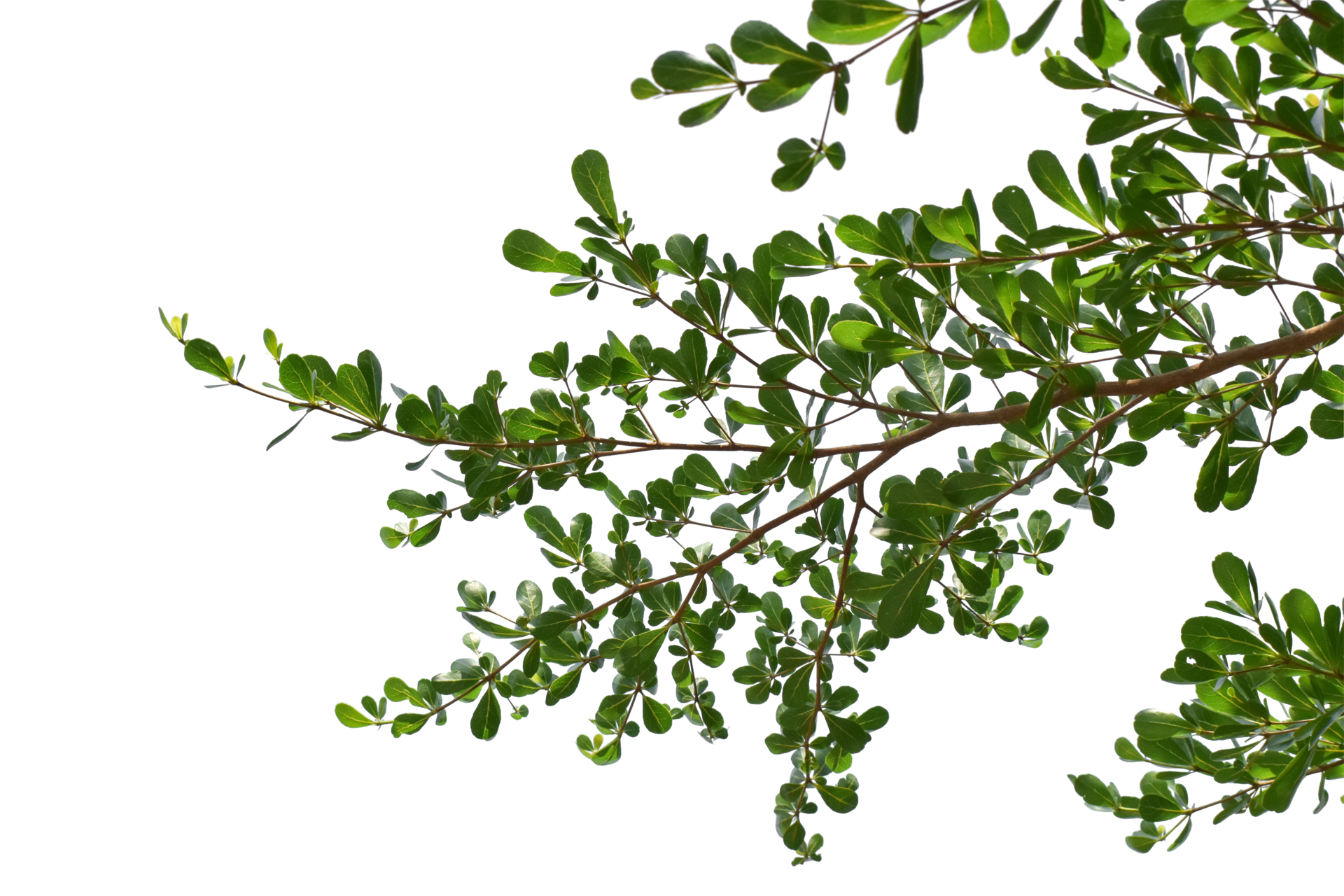 Green leaves on branch isolated on transparent background PNG file ... Green leaves on branch isolated on transparent background PNG file ...