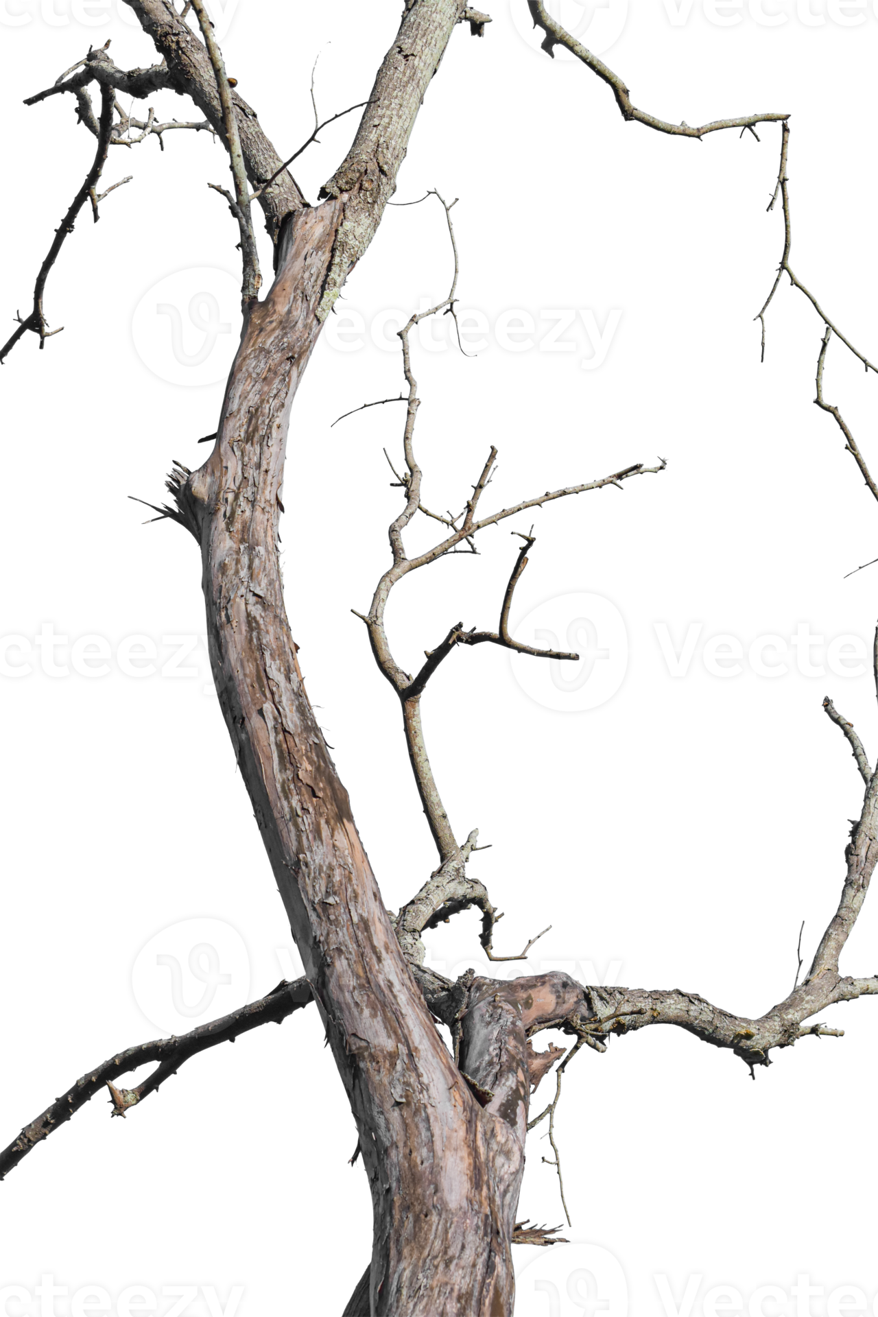 Dry tree branch isolated on transparent background PNG file 18922809 PNG