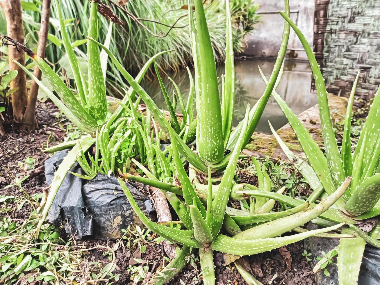 aloe vera herbal plant grows wild 18926671 Stock Photo at Vecteezy