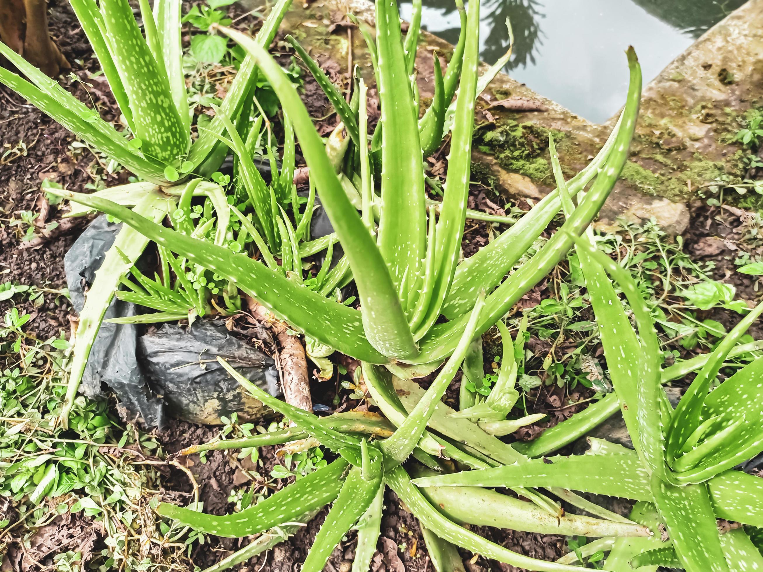 aloe vera herbal plant grows wild 18926678 Stock Photo at Vecteezy