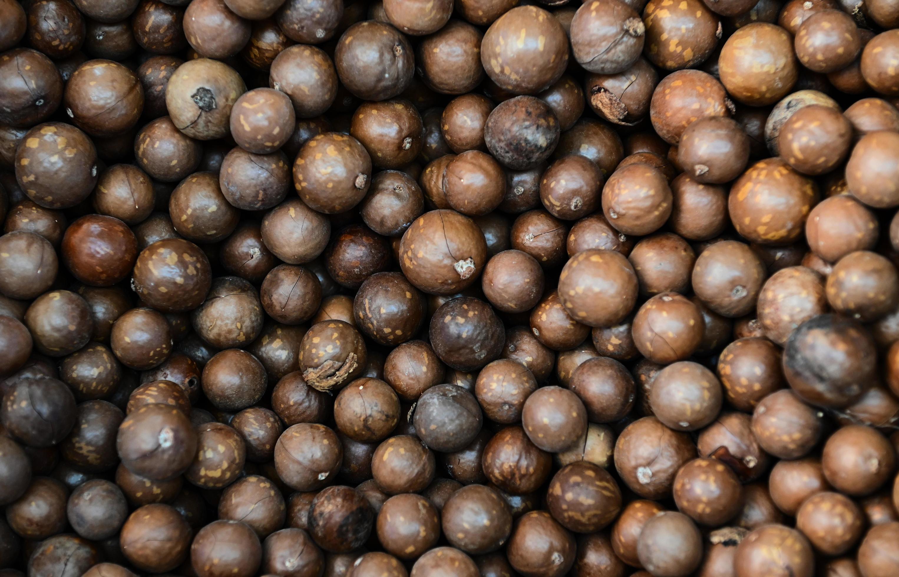 macadamia nuts texture background, fresh natural shelled raw macadamia nuts in a full frame ...
