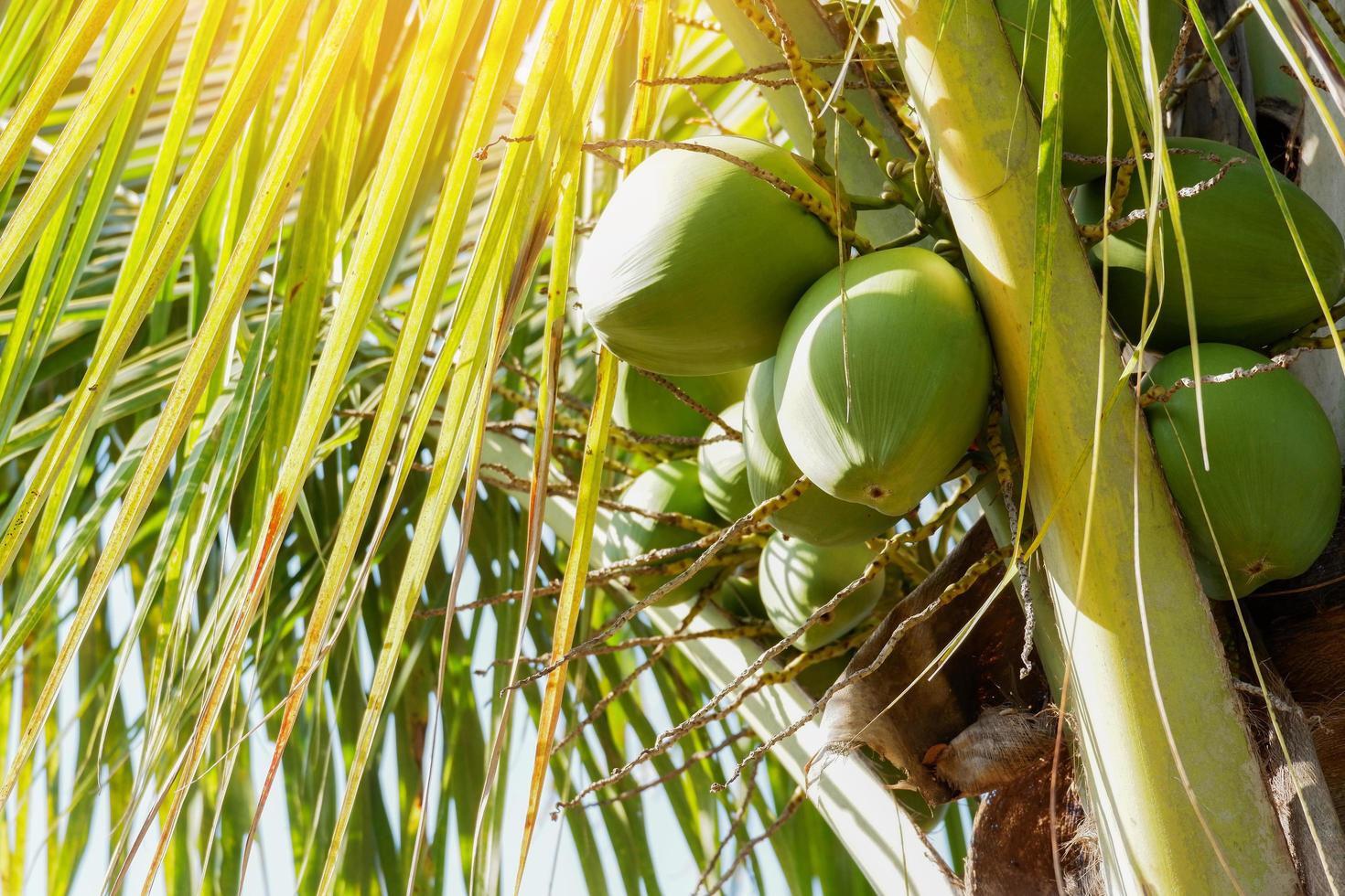 Young coconut fruit on the coconut tree, fresh green coconut palm tree ... Young coconut fruit on the coconut tree, fresh green coconut palm tree ...