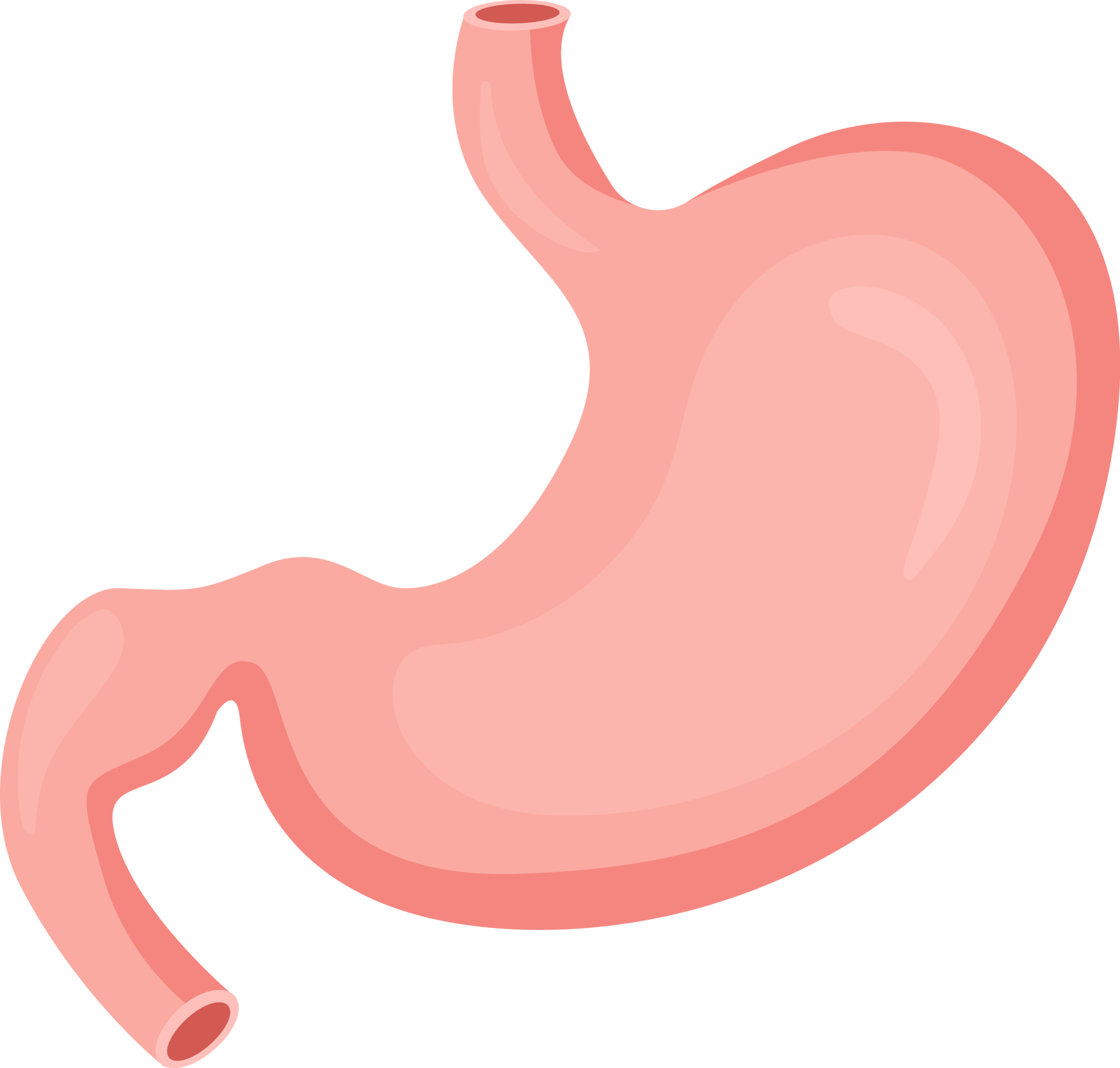 Stomach . Internal organs of human . 18972019 PNG Stomach . Internal organs of human . 18972019 PNG
