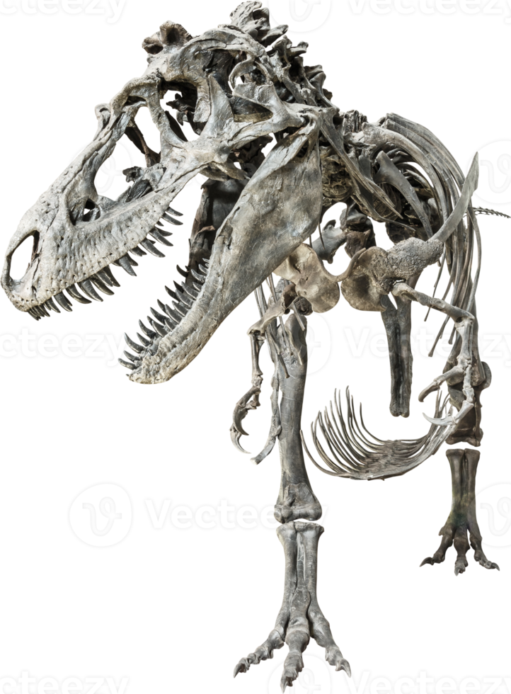 Tyrannosaurus Rex Skeleton 18972039 Png