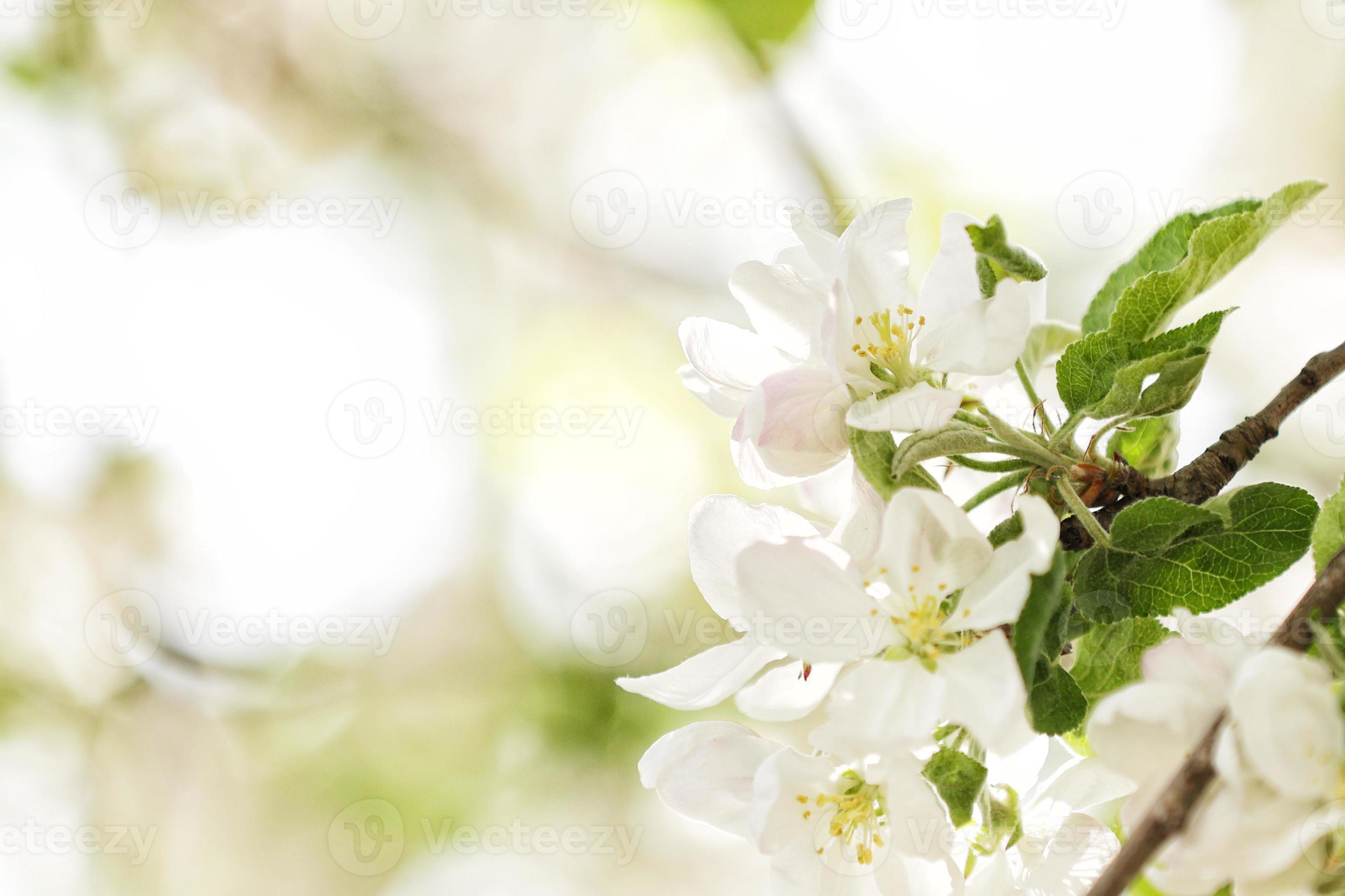 White apple blossom. Branches with beautiful and light-colored Apple ...