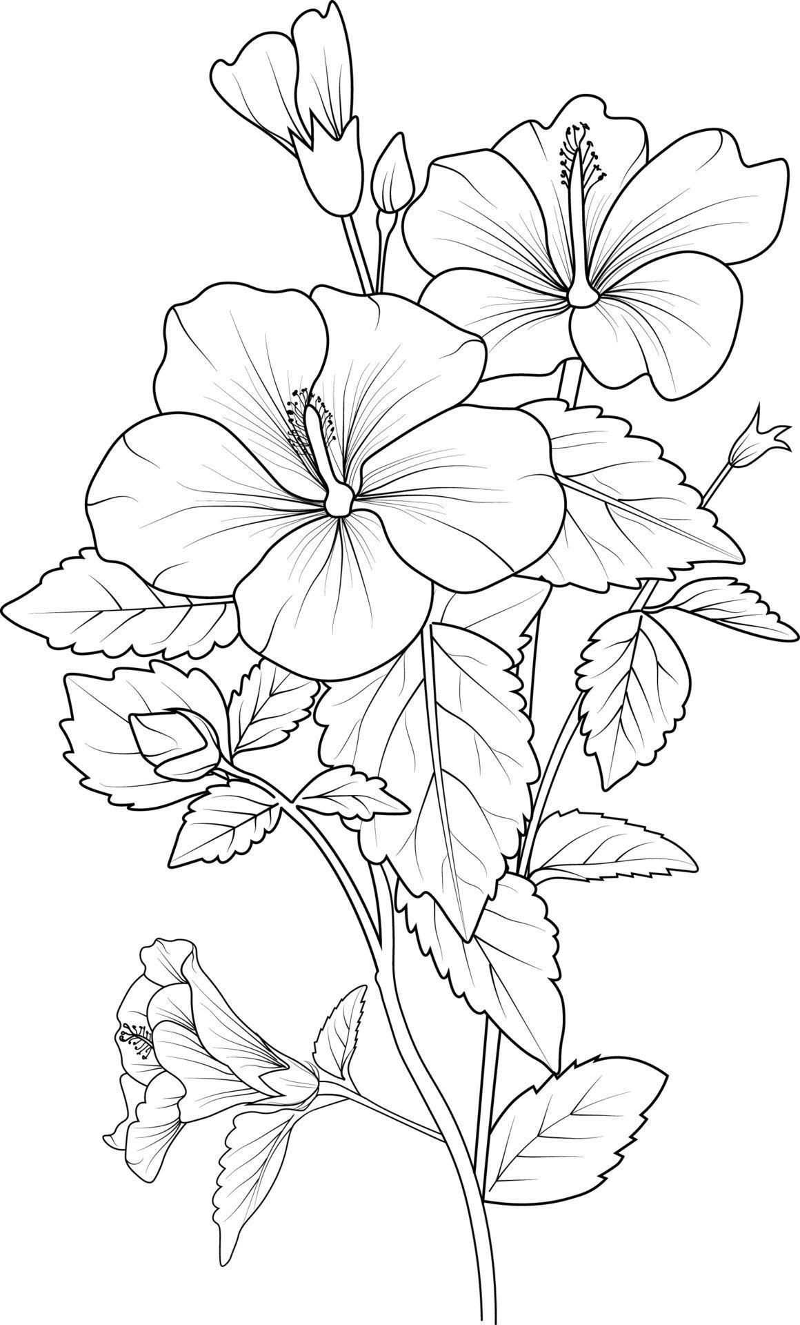Beautiful Hibiscus Flower With Leaves Line Art Plant Branch Vector