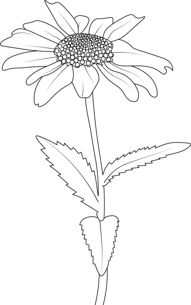 Daisy flower line art, floral vector illustration. vintage engraved ...