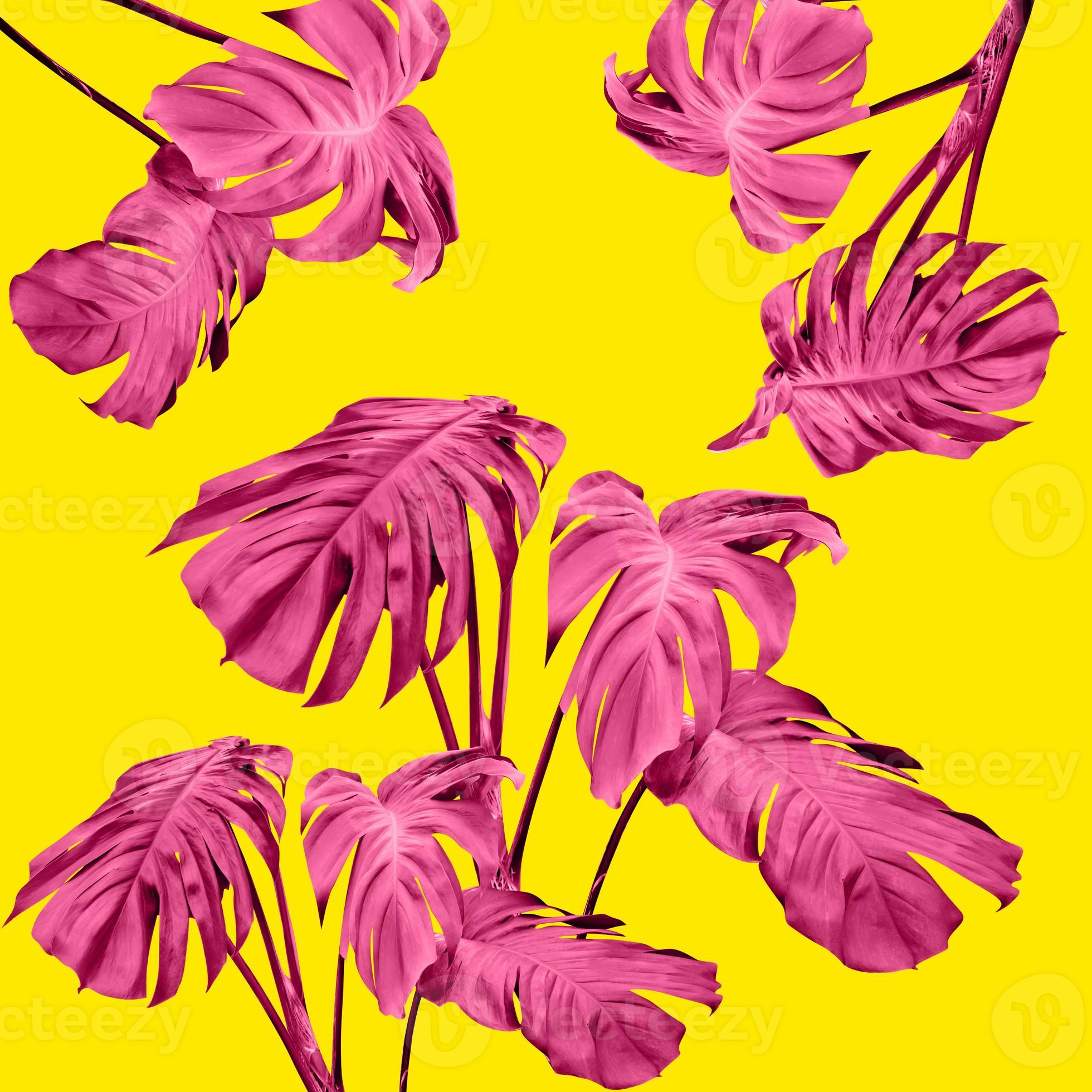 Green Monstera Leaves Pattern Are Made Pink For Nature Concept Tropical