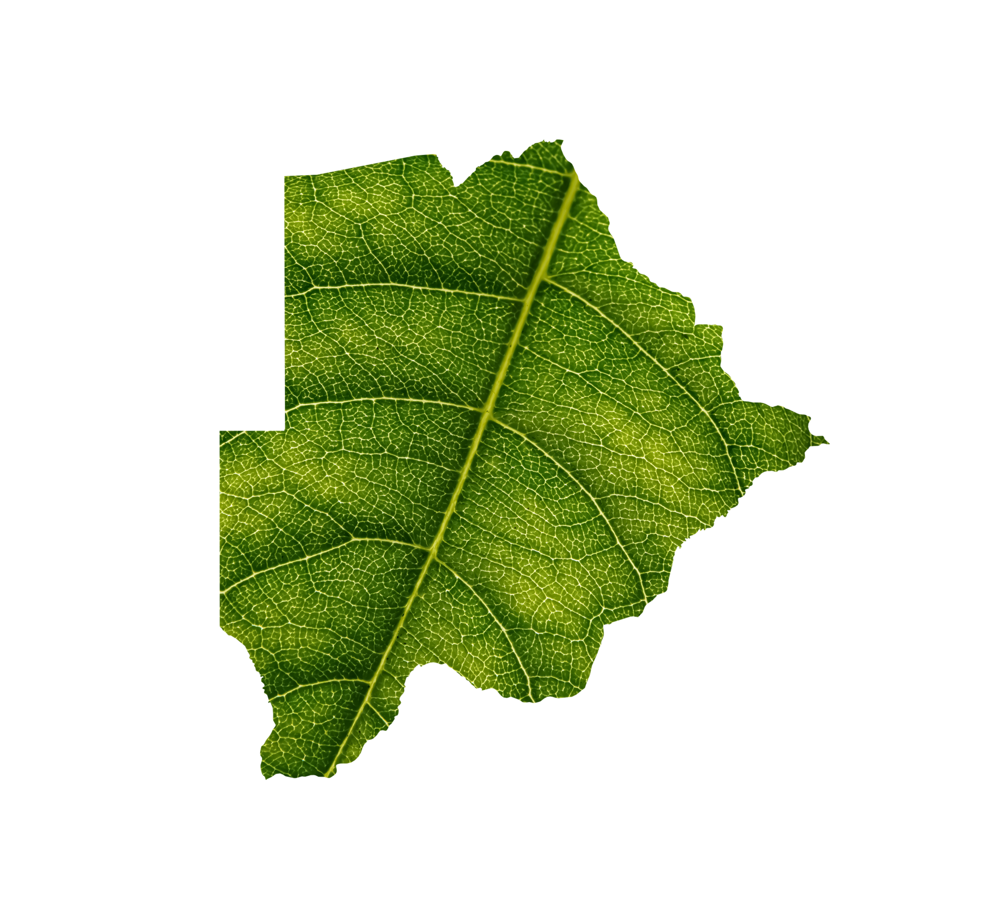 Botswana map made of green leaves 19029285 PNG Botswana map made of green leaves 19029285 PNG