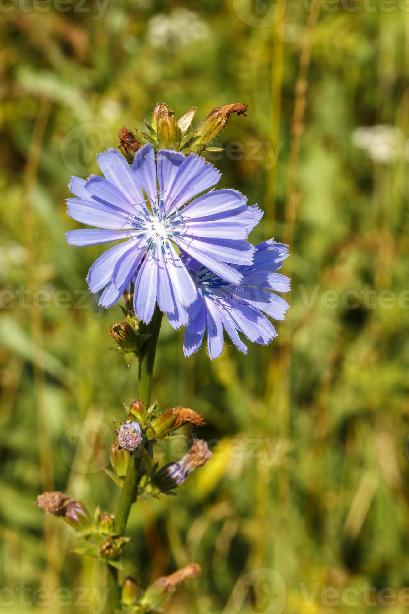 Centaurea cyanus in nature. Blue flower in the meadow. 19031527 Stock Photo at Vecteezy