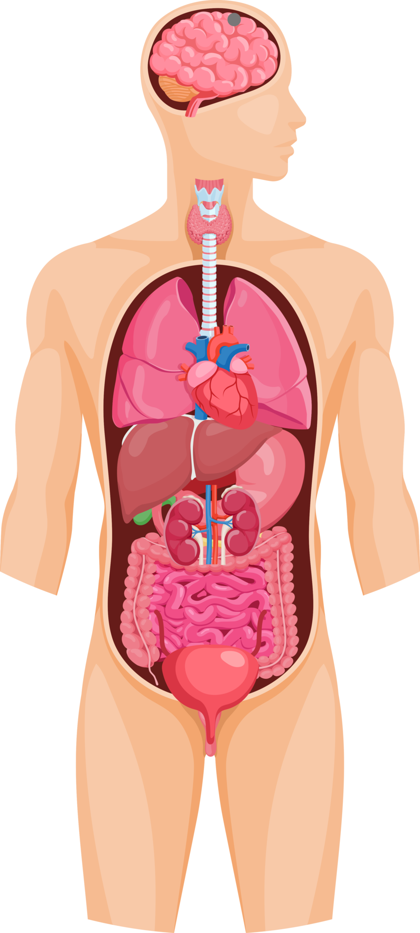 Internal Organs, Organ System Human Body Anatomy Tissue,, 48% OFF Internal Organs, Organ System Human Body Anatomy Tissue,, 48% OFF