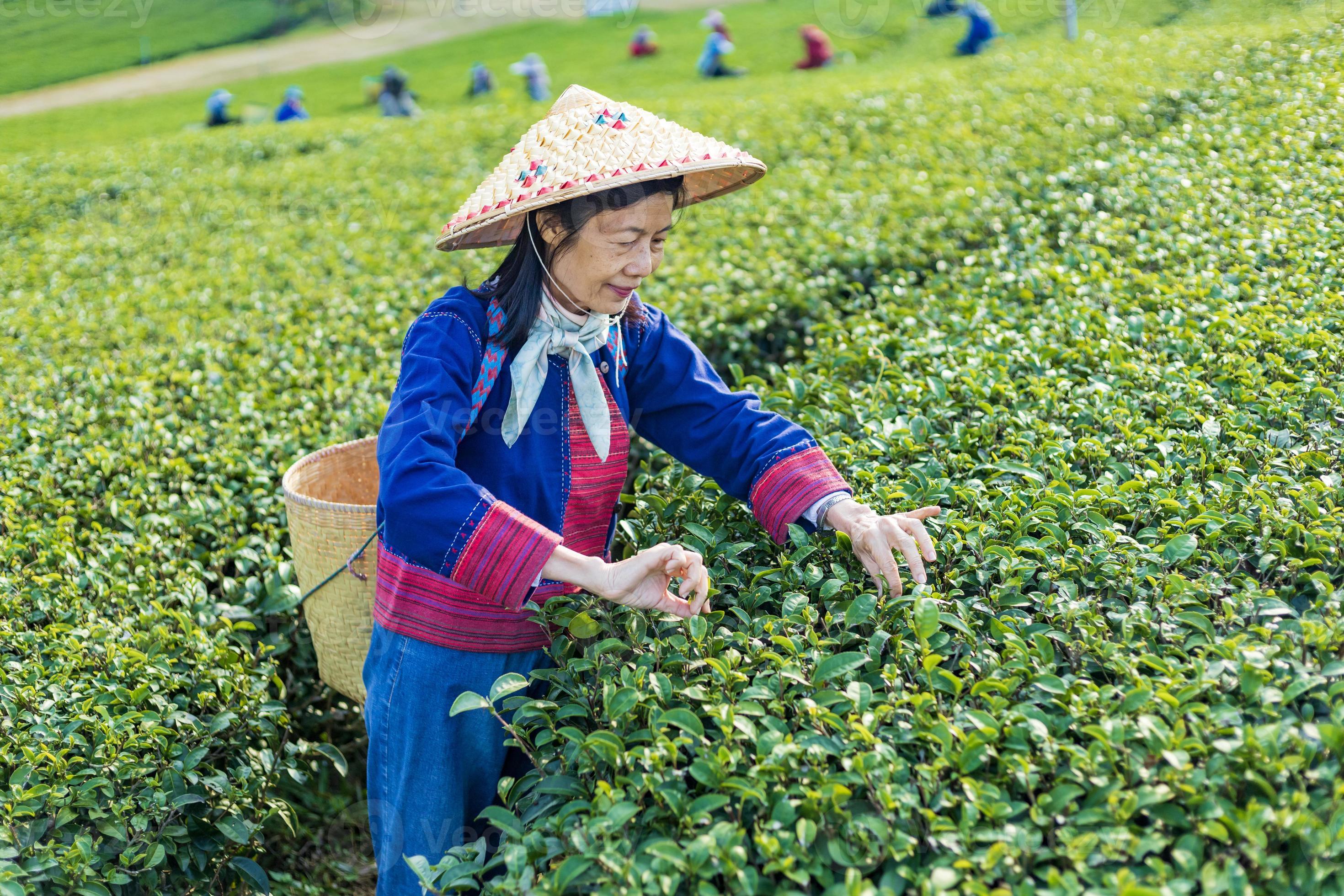 Group of senior asian woman in traditional cloth picking fresh tea leave in the morning in her ...