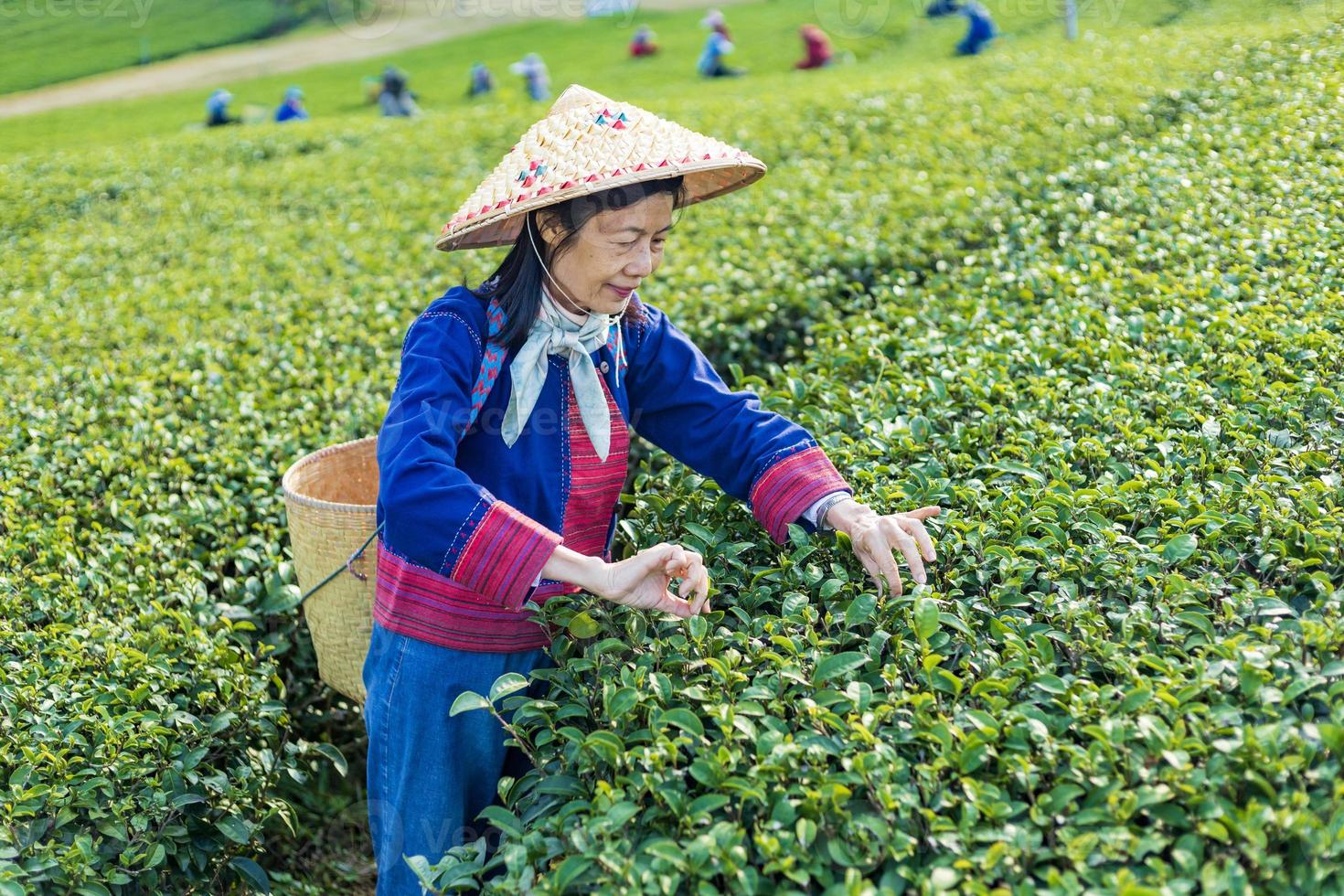 Group of senior asian woman in traditional cloth picking fresh tea leave in the morning in her ...