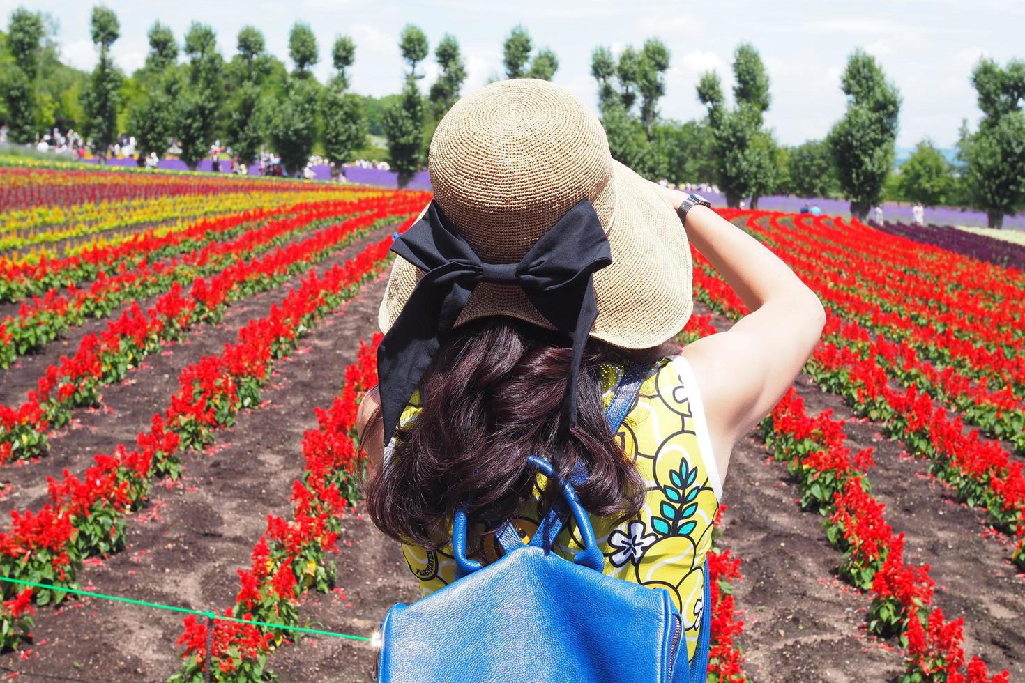 Asian tourists are watching the beauty of colorful flowers. tomita farm in Furano and Biei area ...